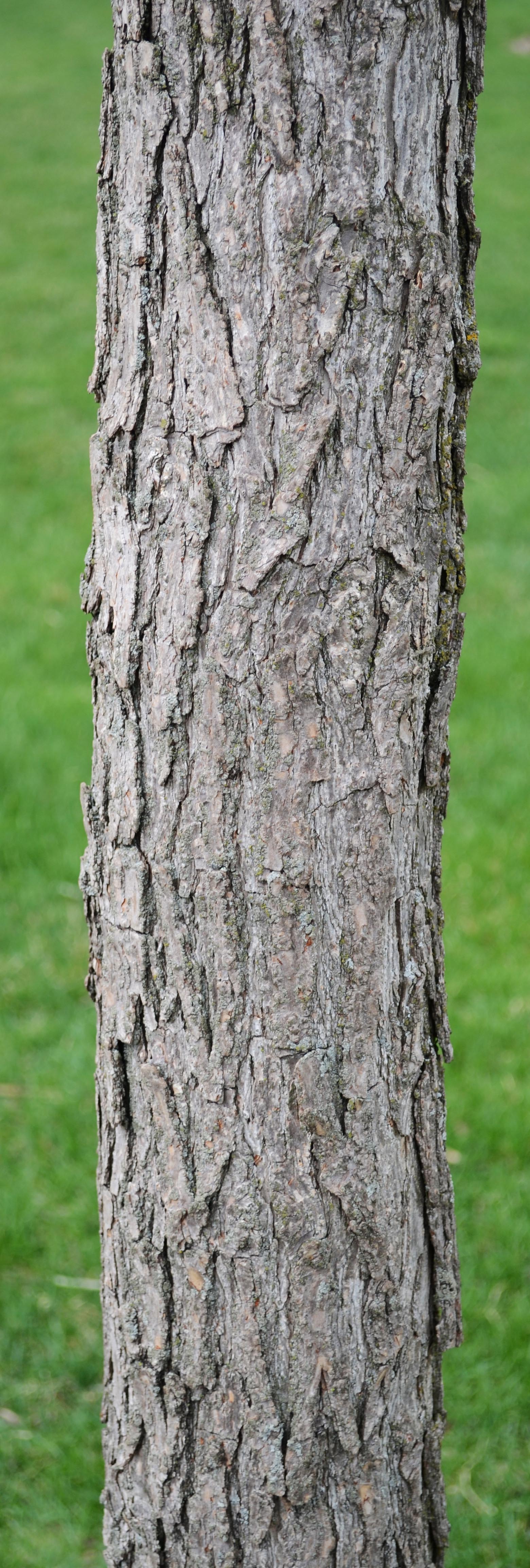 Sassafras albidum – Purdue Arboretum Explorer