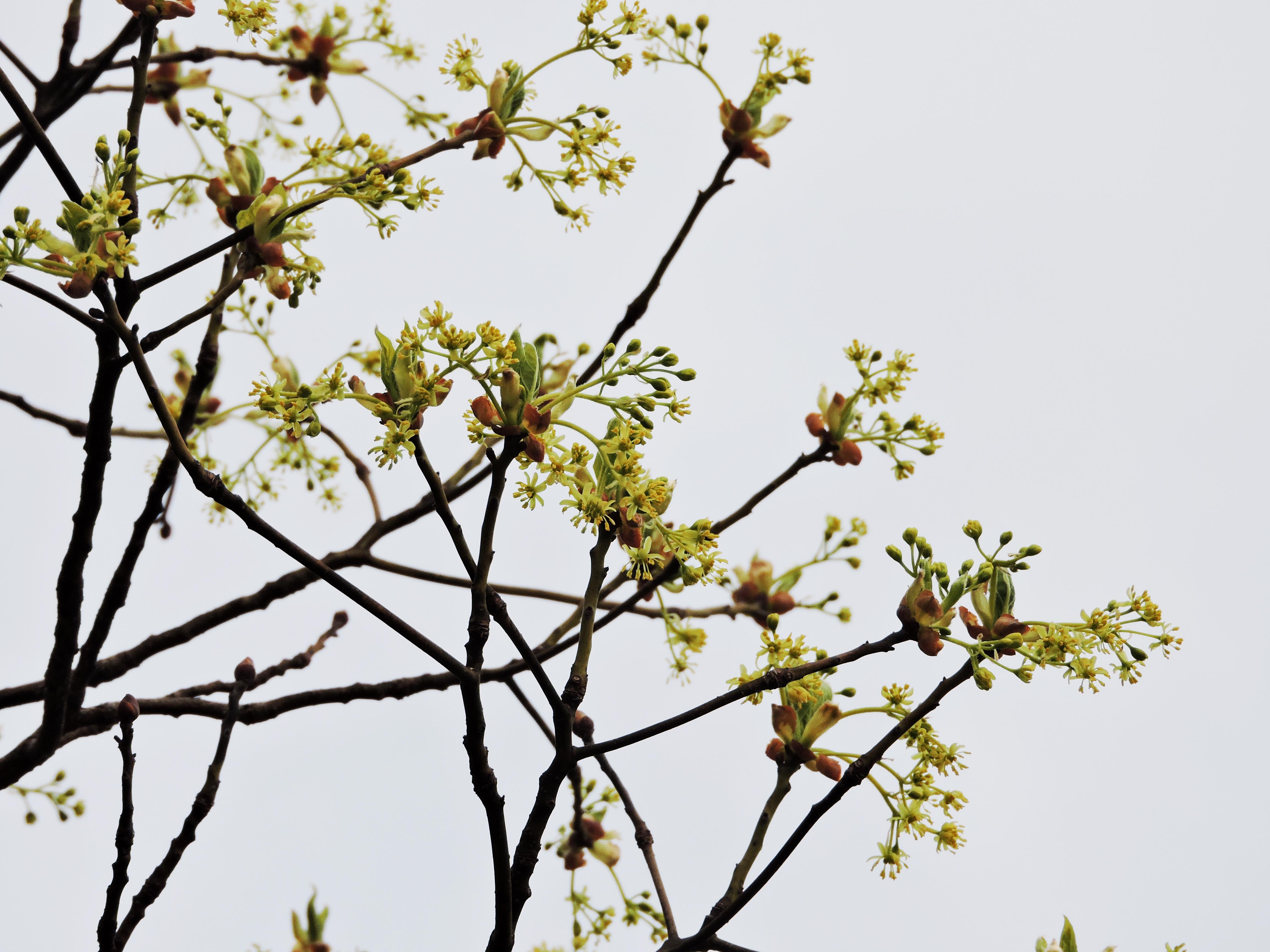 Sassafras albidum (Common Sassafras) – Purdue Arboretum Explorer
