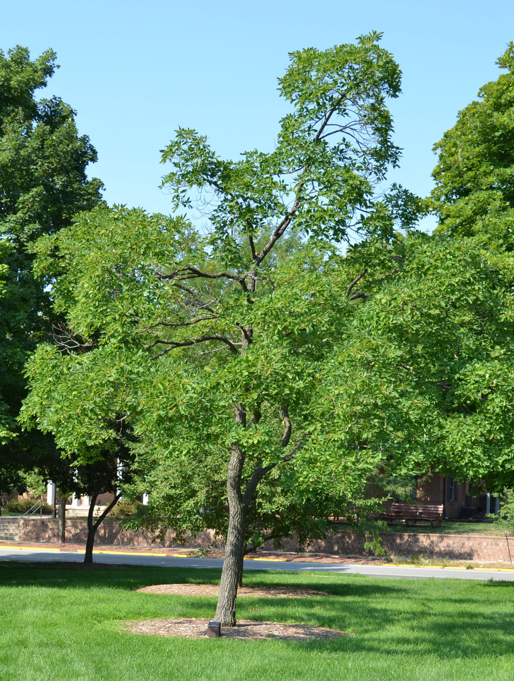 Sassafras albidum – Purdue Arboretum Explorer