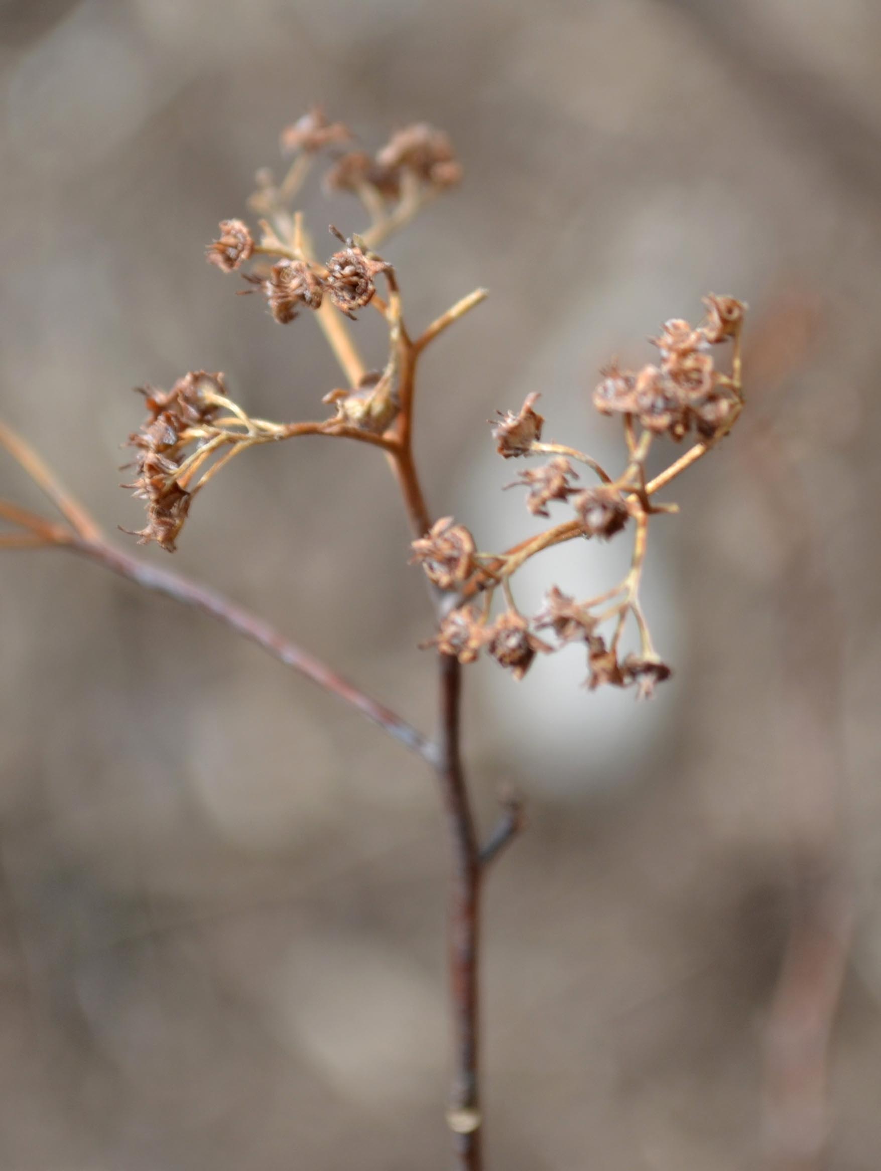 Spiraea japonica – Purdue Arboretum Explorer