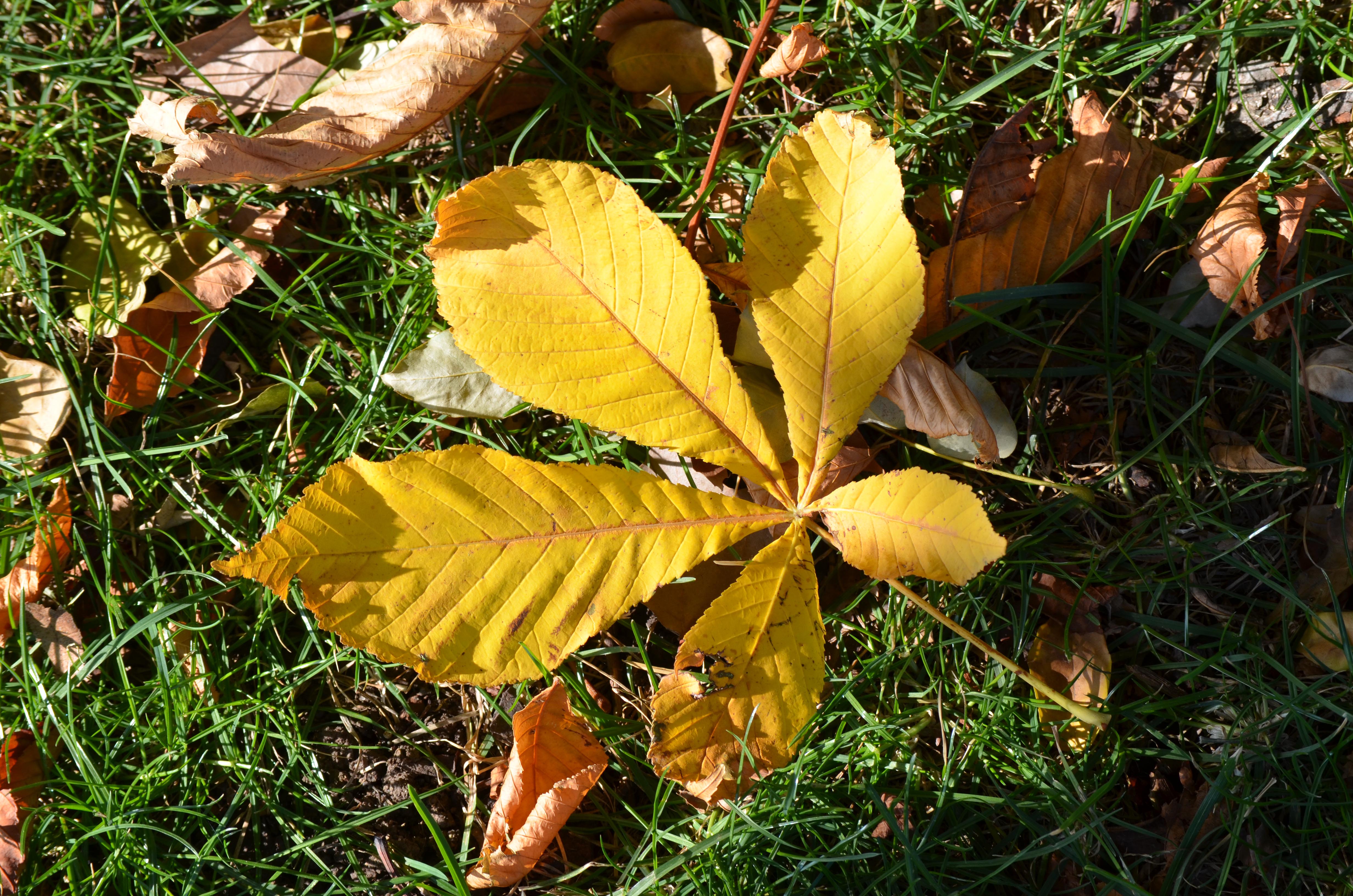 Arvore Aesculus Hippocastanum