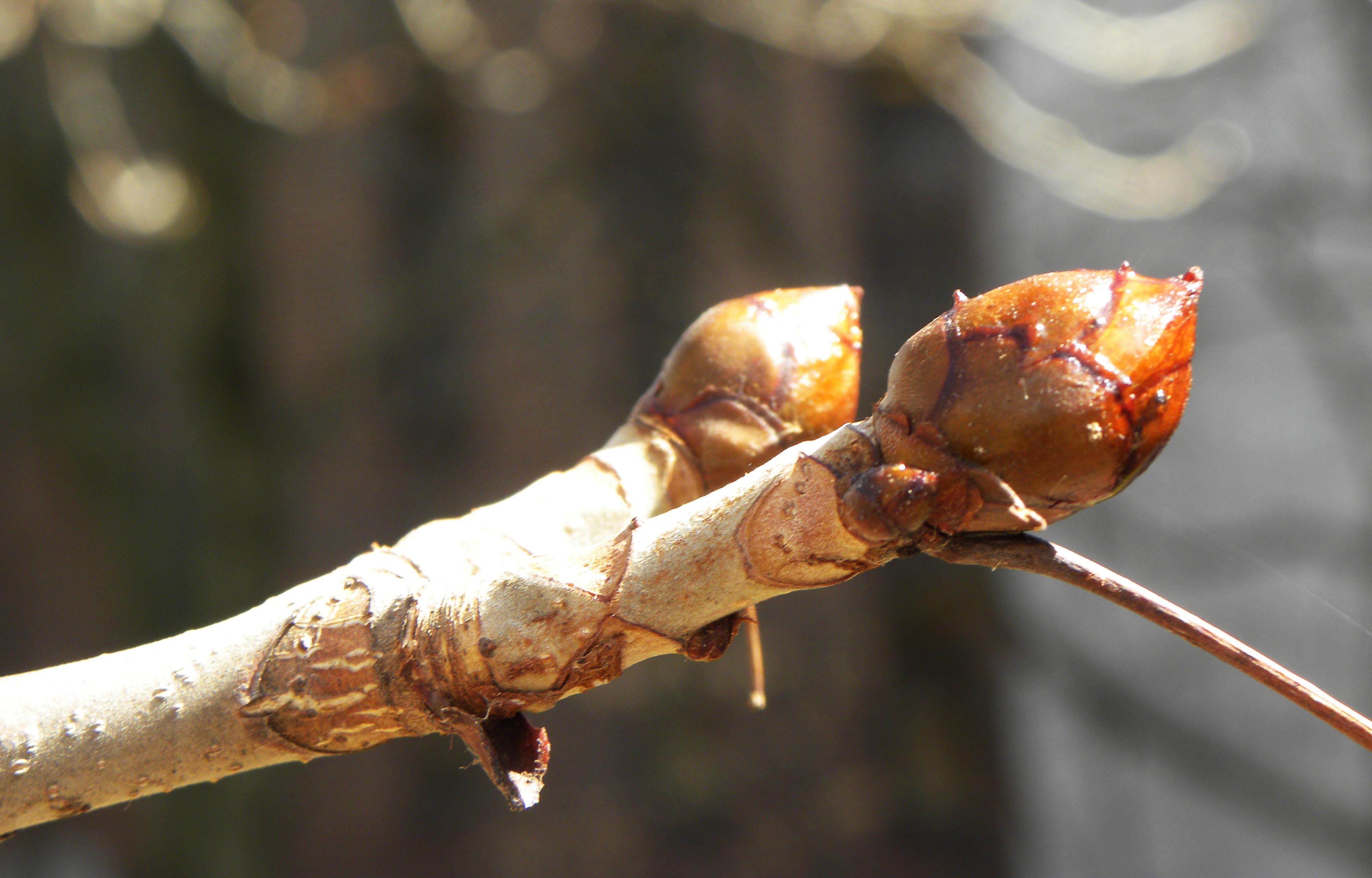 Aesculus hippocastanum – Purdue Arboretum Explorer