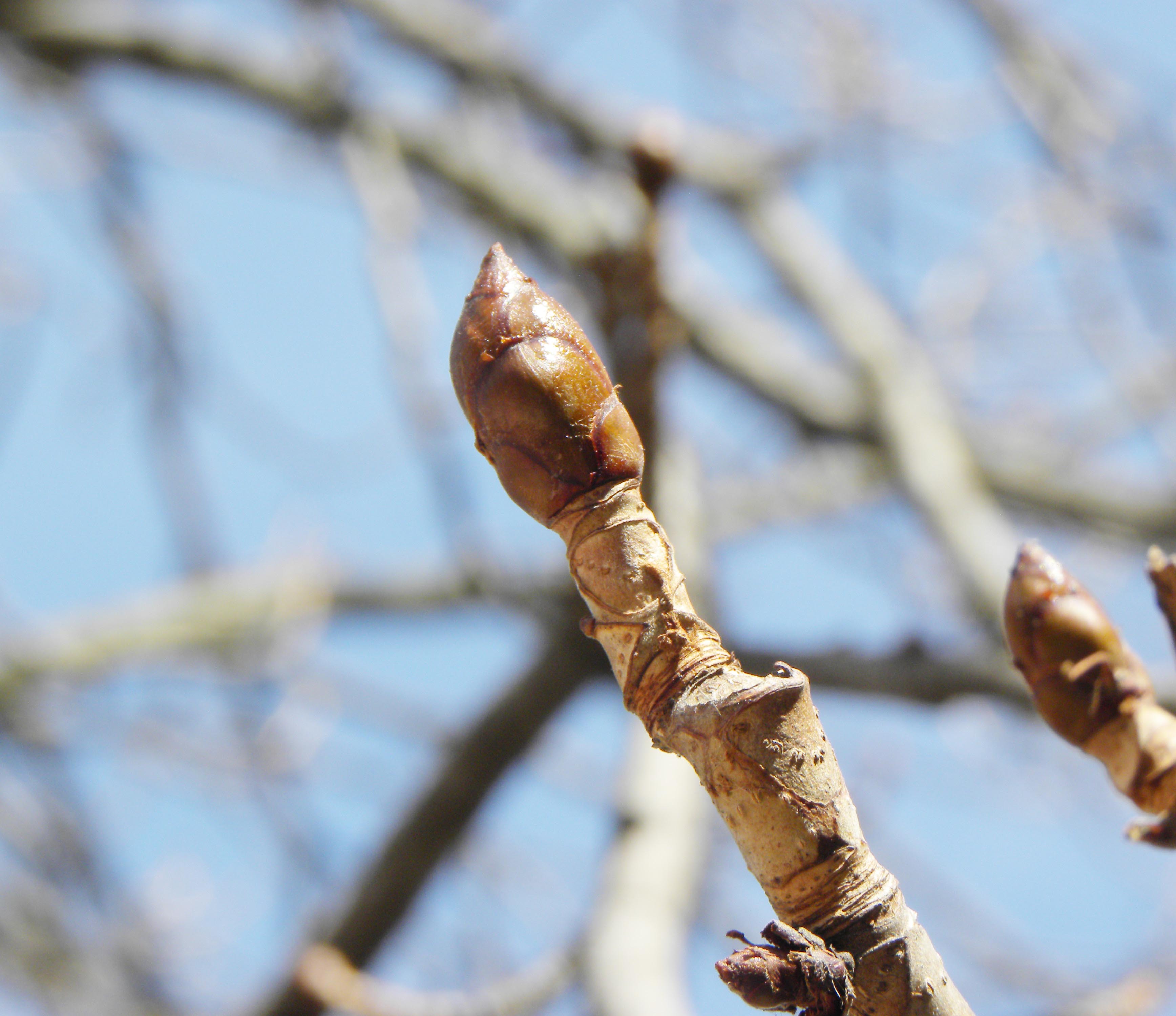 Aesculus hippocastanum – Purdue Arboretum Explorer
