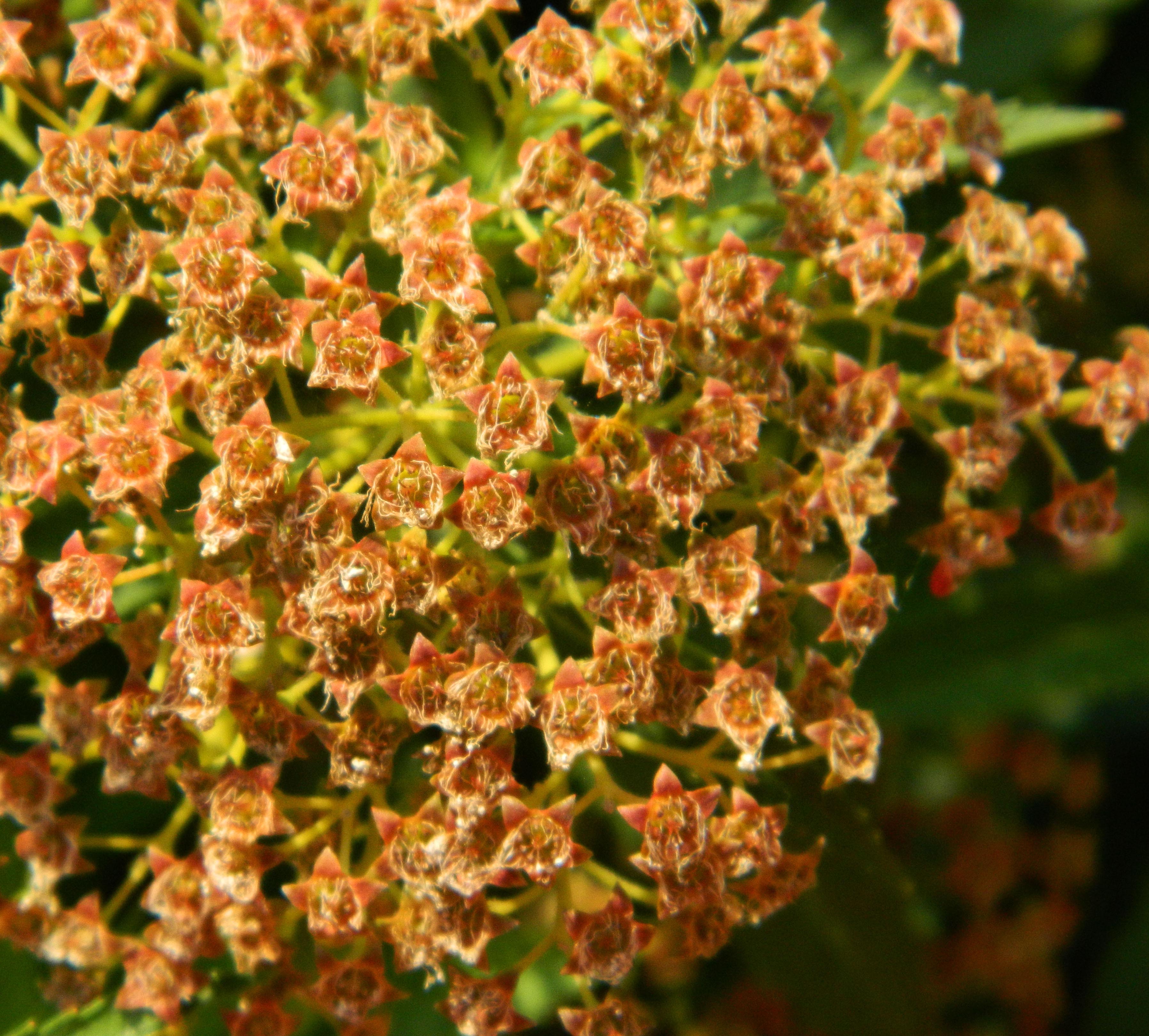 Spiraea × bumalda – Purdue Arboretum Explorer