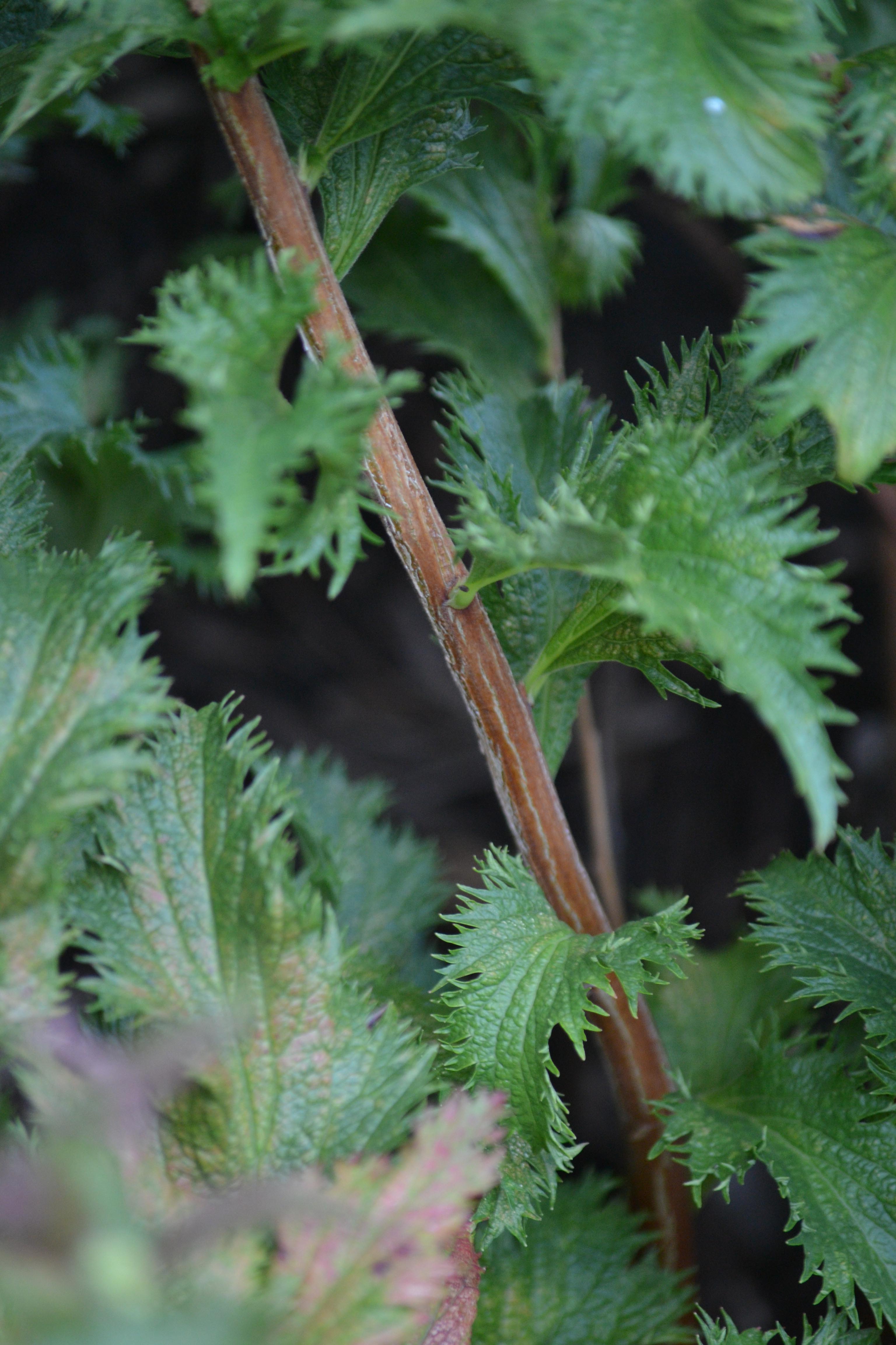 Spiraea japonica ‘Dolchica’ – Purdue Arboretum Explorer