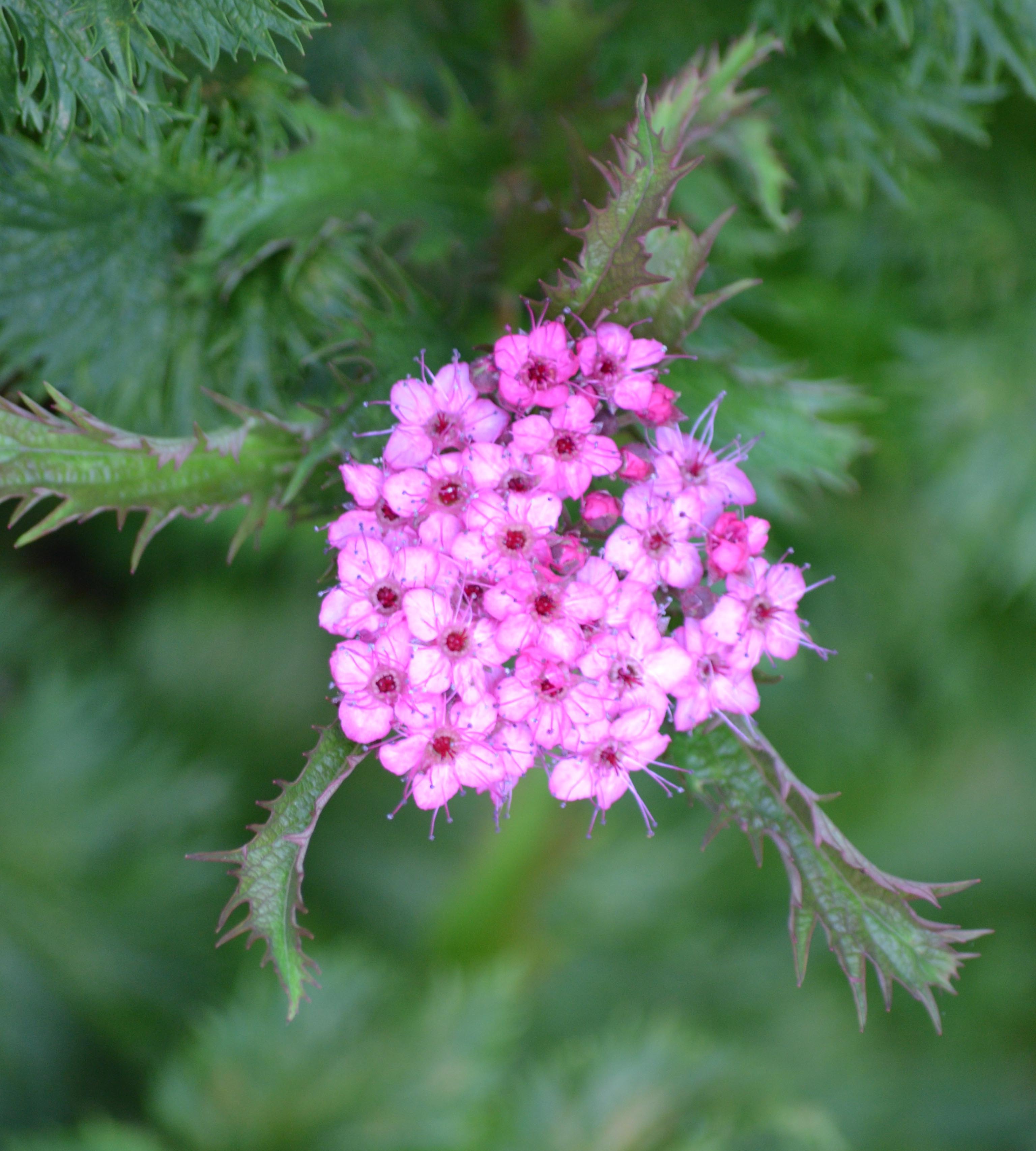 Spiraea japonica ‘Dolchica’ – Purdue Arboretum Explorer