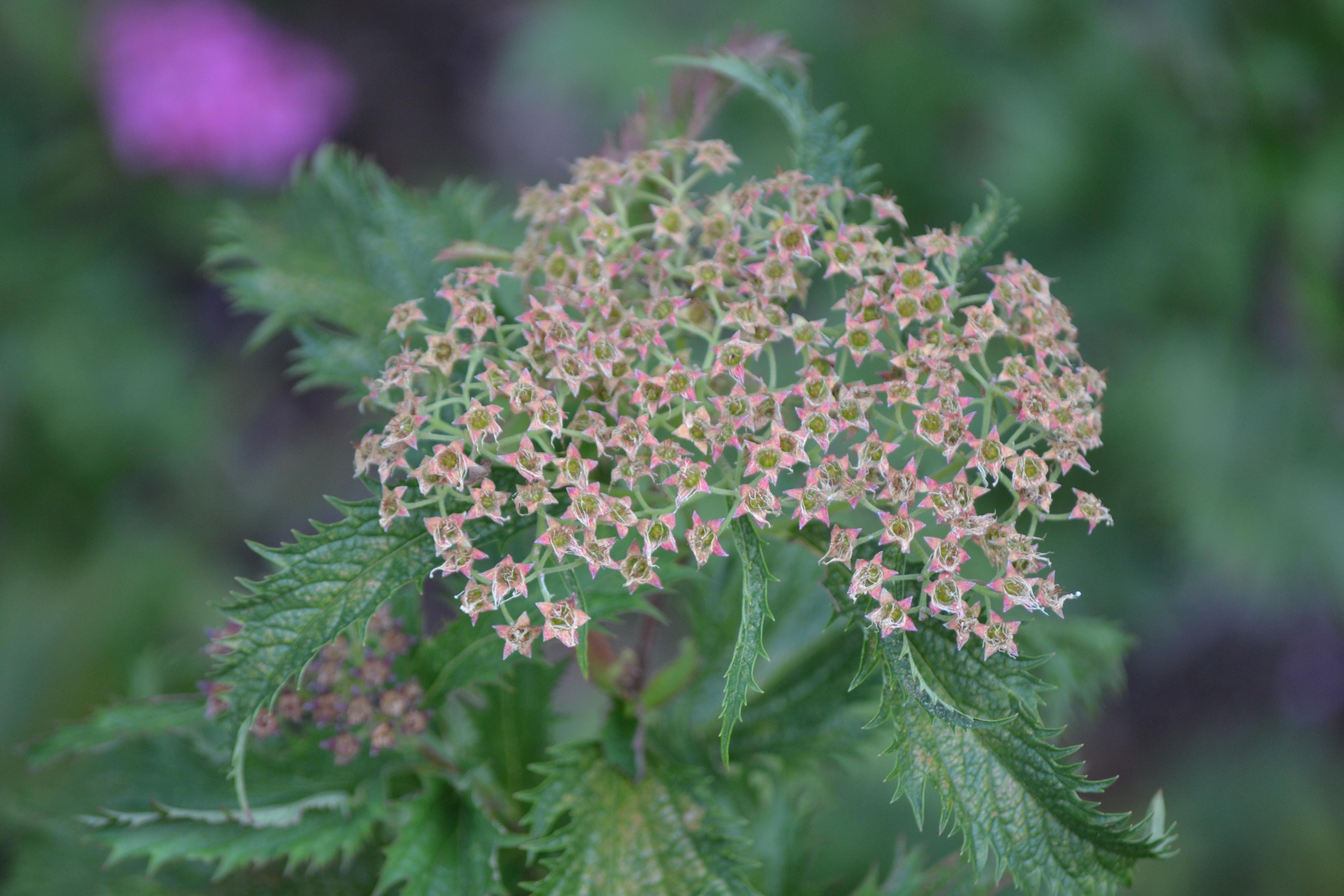 Spiraea japonica ‘Dolchica’ – Purdue Arboretum Explorer