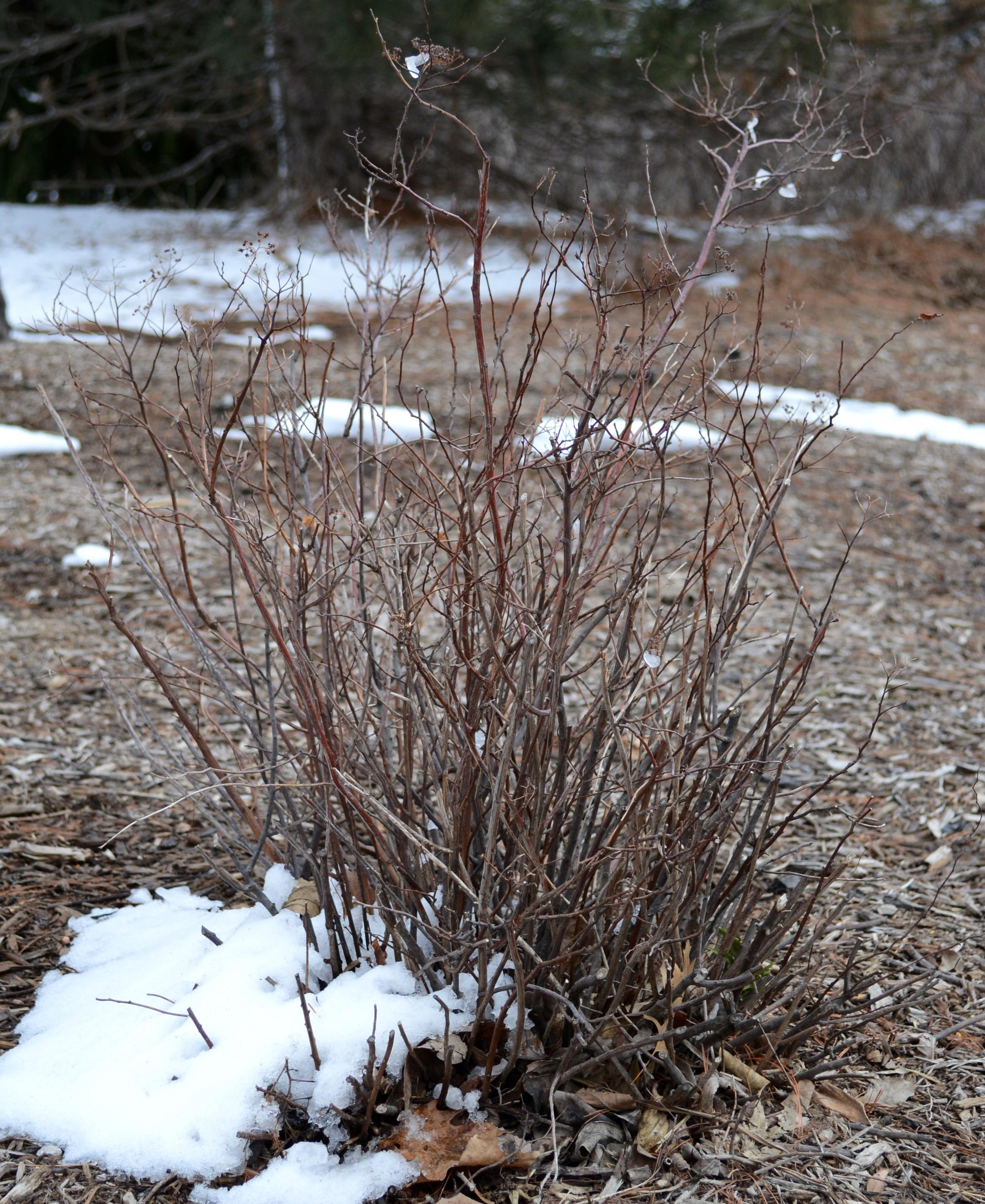 Spiraea japonica ‘Goldflame’ – Purdue Arboretum Explorer