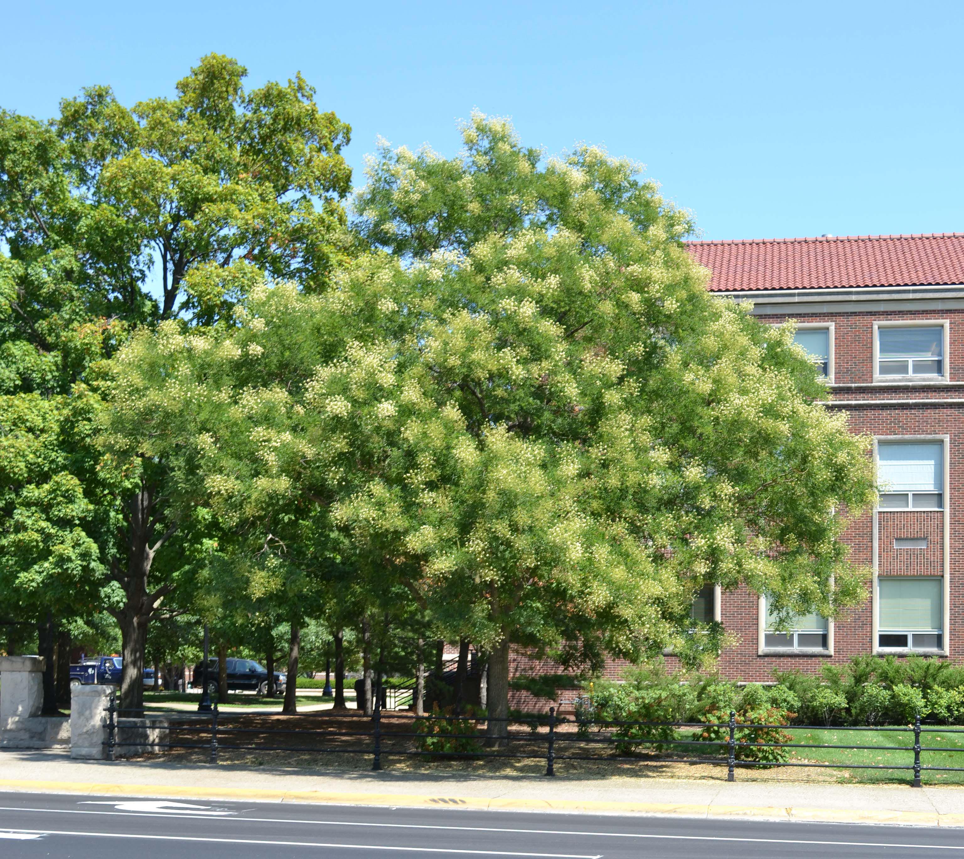 Styphnolobium japonicum – Purdue Arboretum Explorer