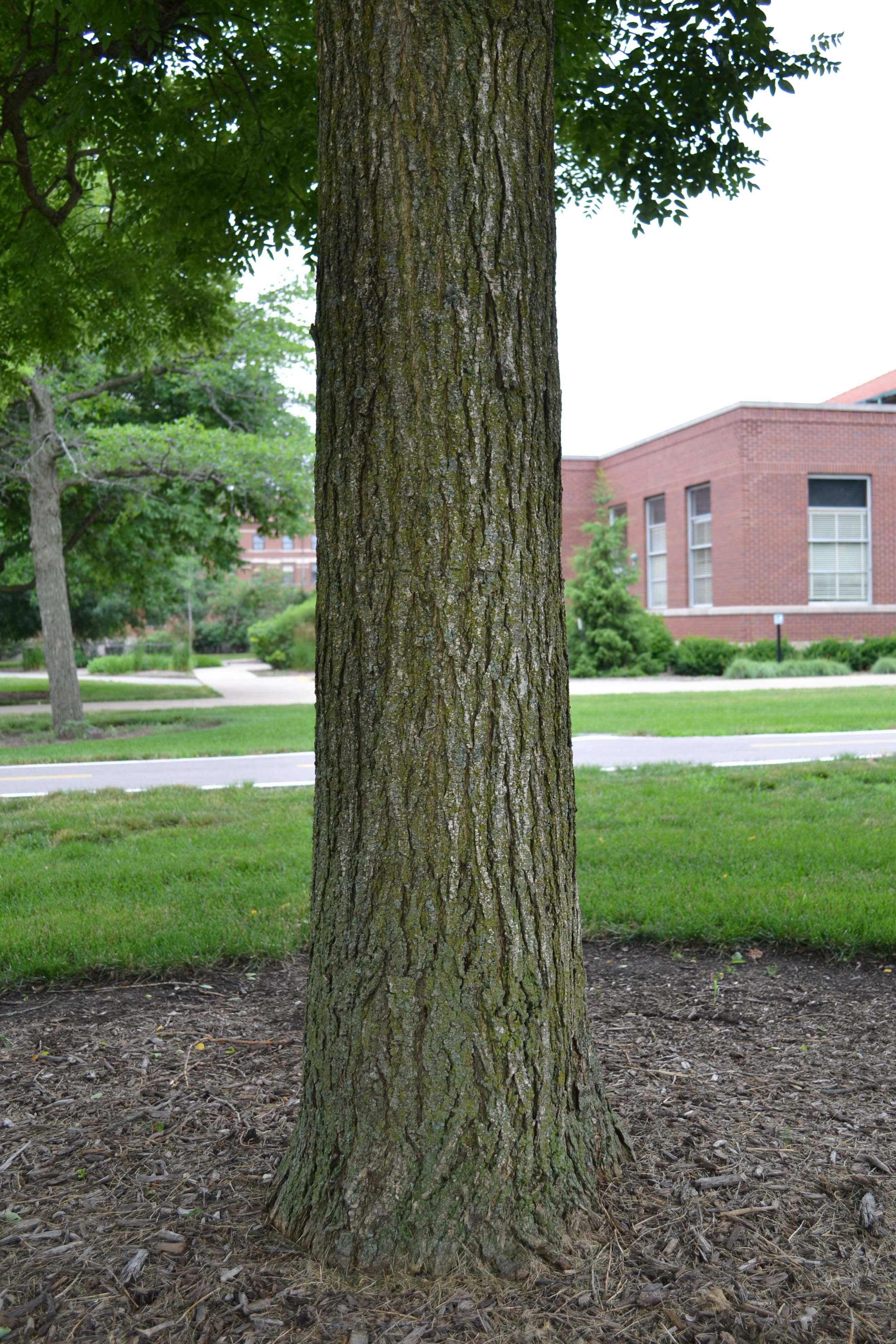 Styphnolobium japonicum – Purdue Arboretum Explorer