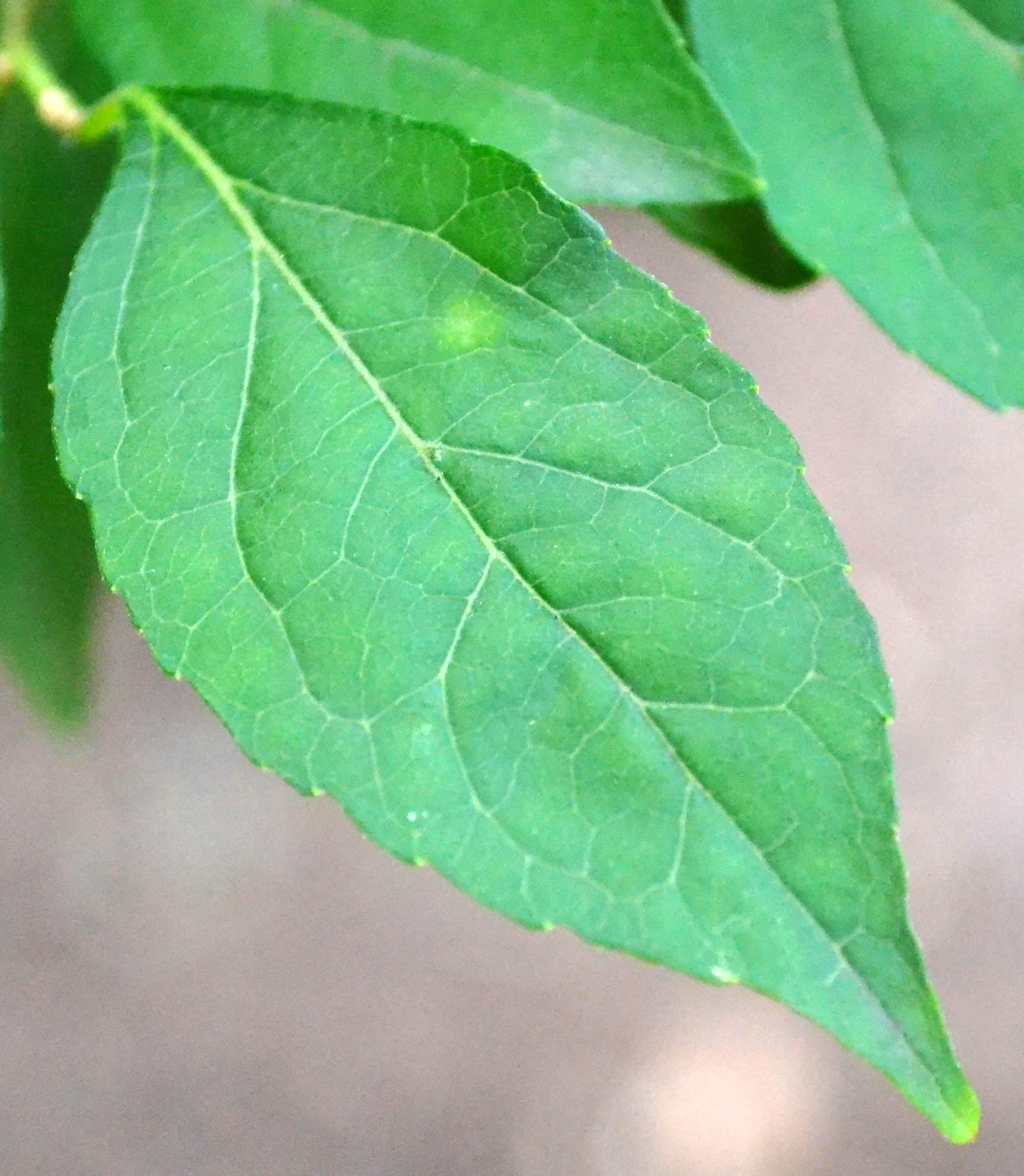 Styrax japonicus – Purdue Arboretum Explorer