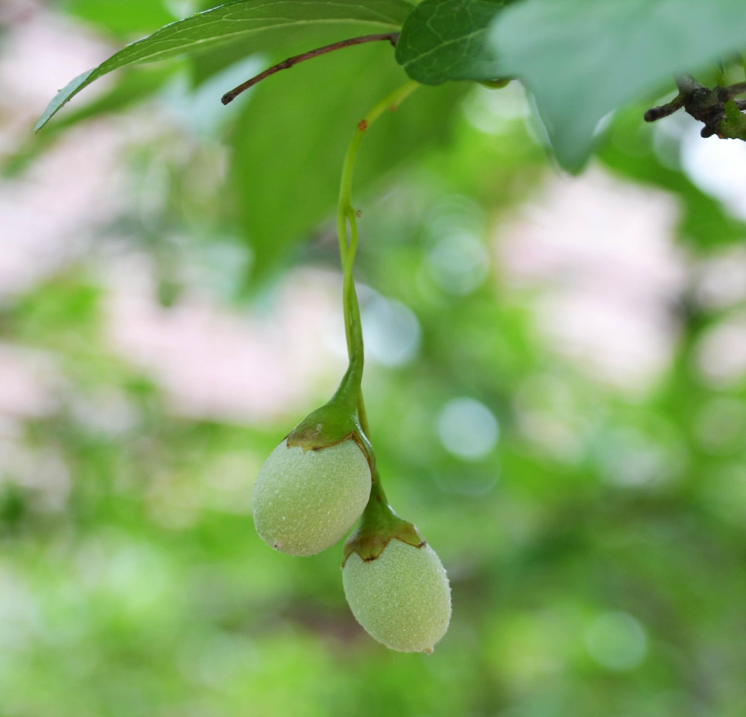 Styrax japonicus – Purdue Arboretum Explorer