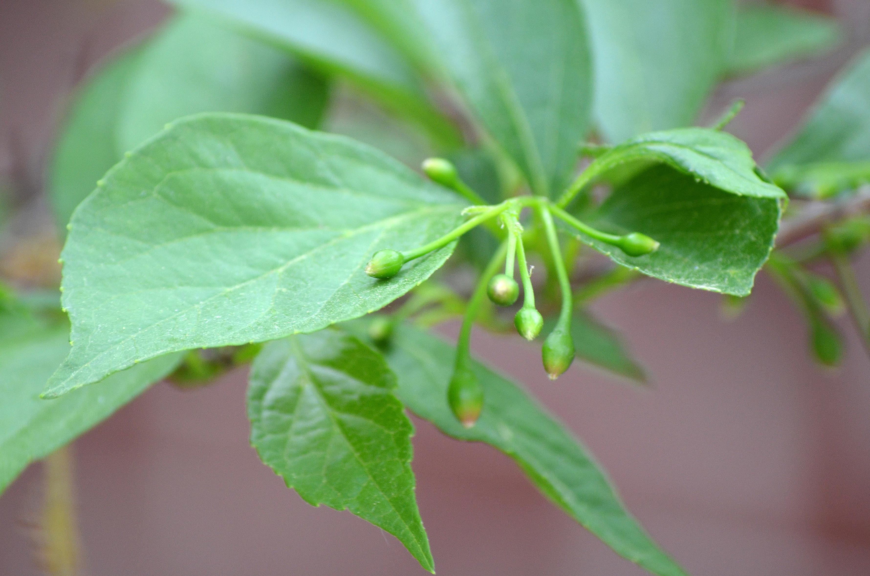 Styrax japonicus – Purdue Arboretum Explorer