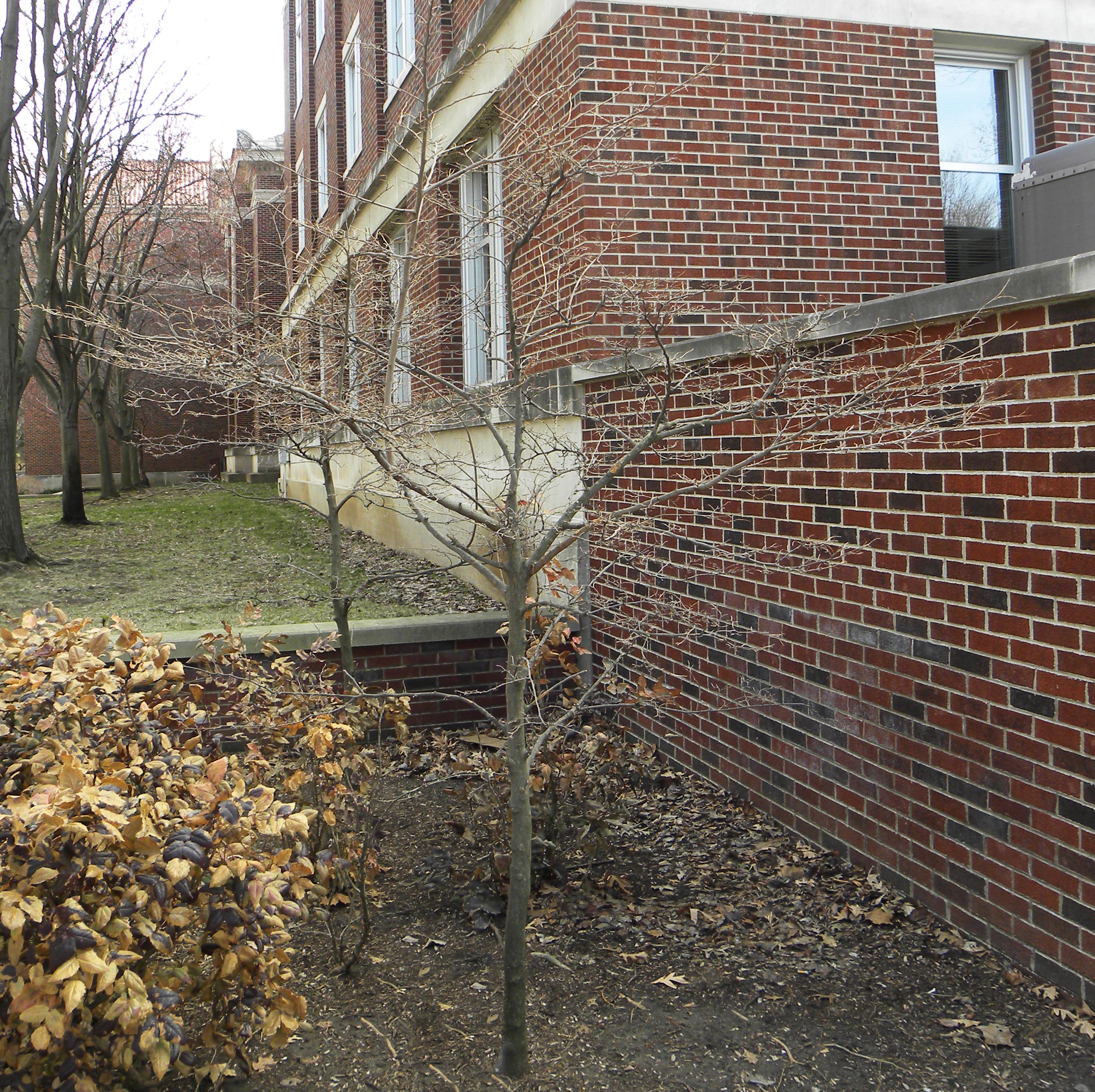 Styrax japonicus – Purdue Arboretum Explorer