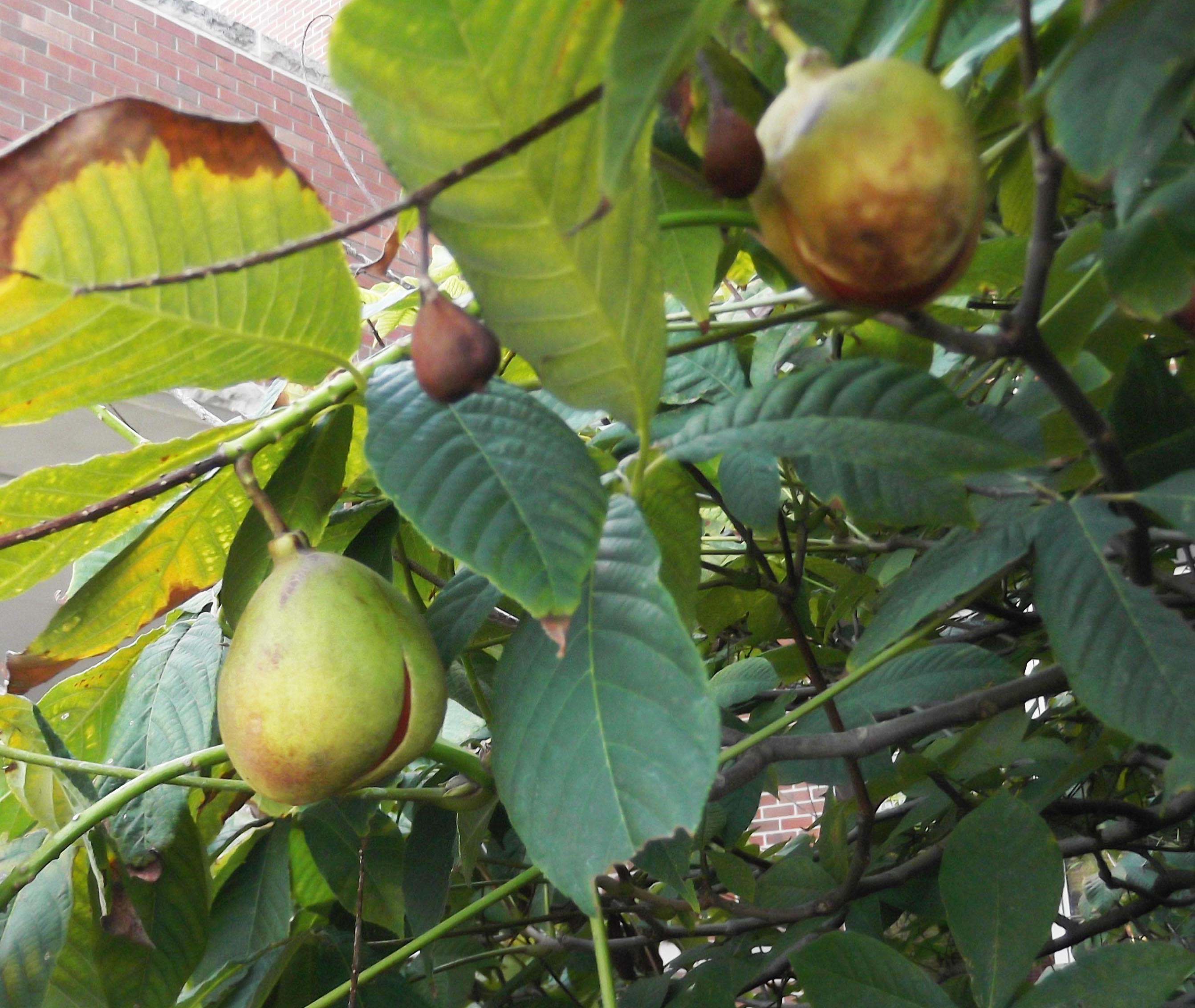 Aesculus parviflora – Purdue Arboretum Explorer
