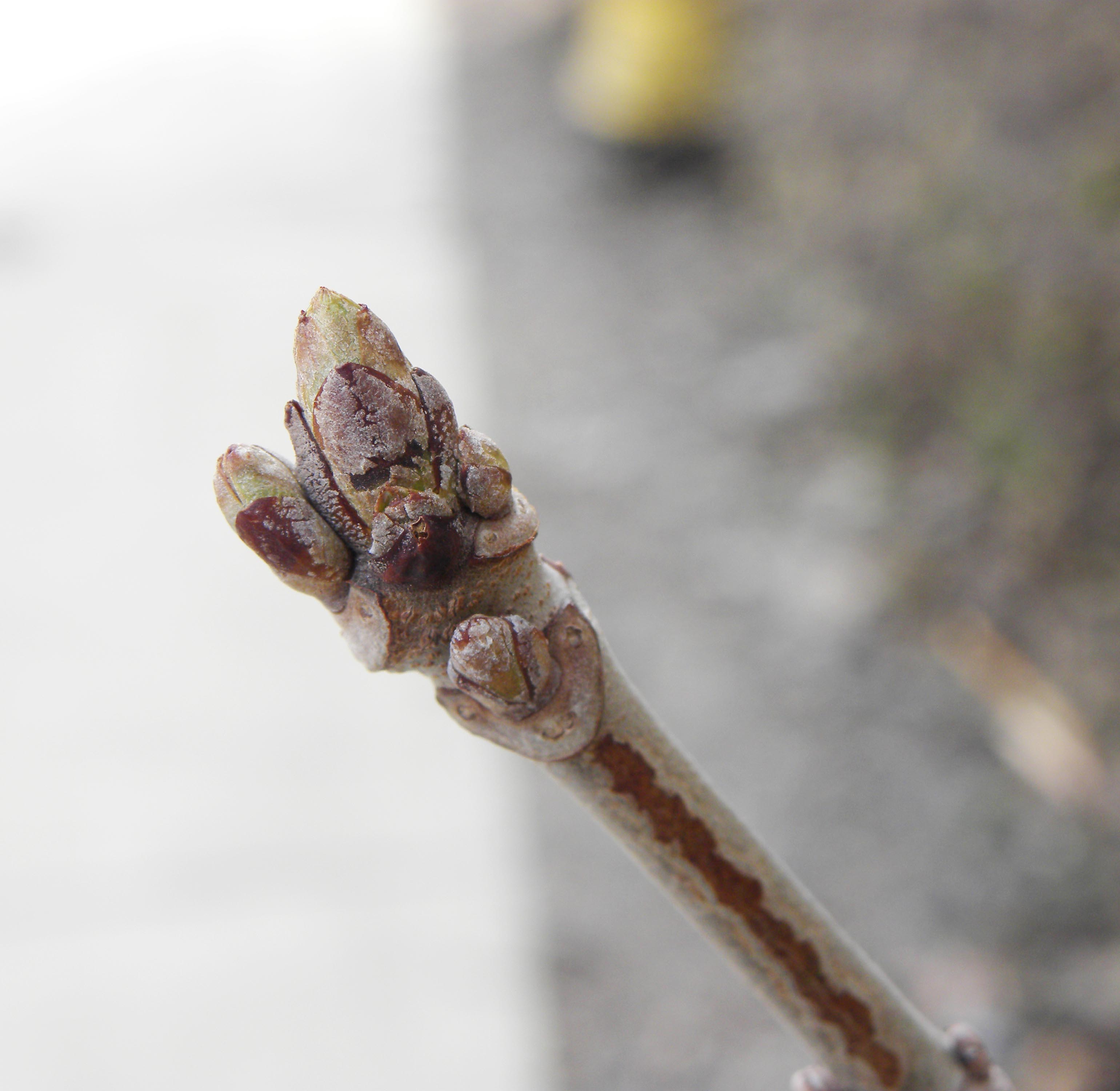 Aesculus parviflora – Purdue Arboretum Explorer