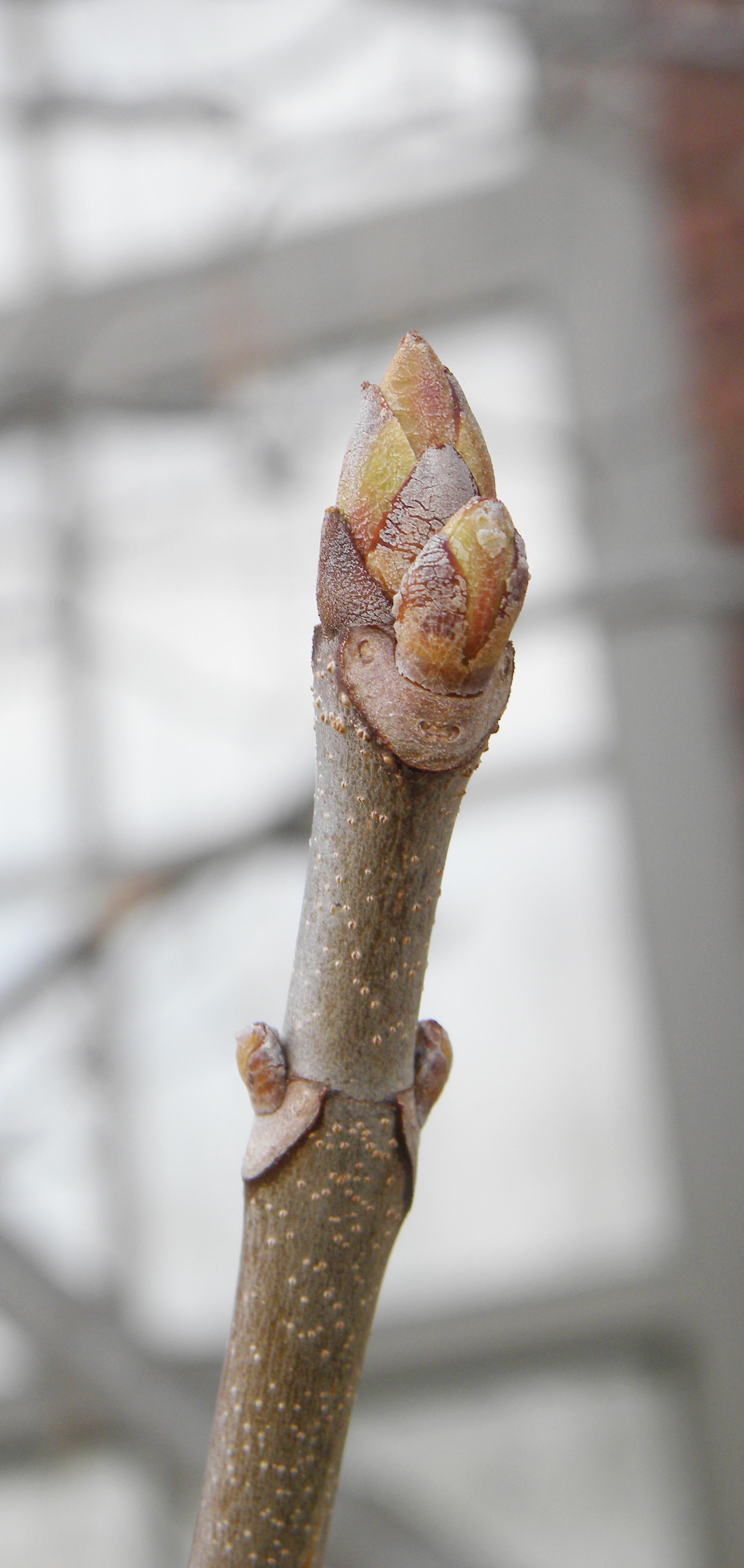 Aesculus parviflora – Purdue Arboretum Explorer