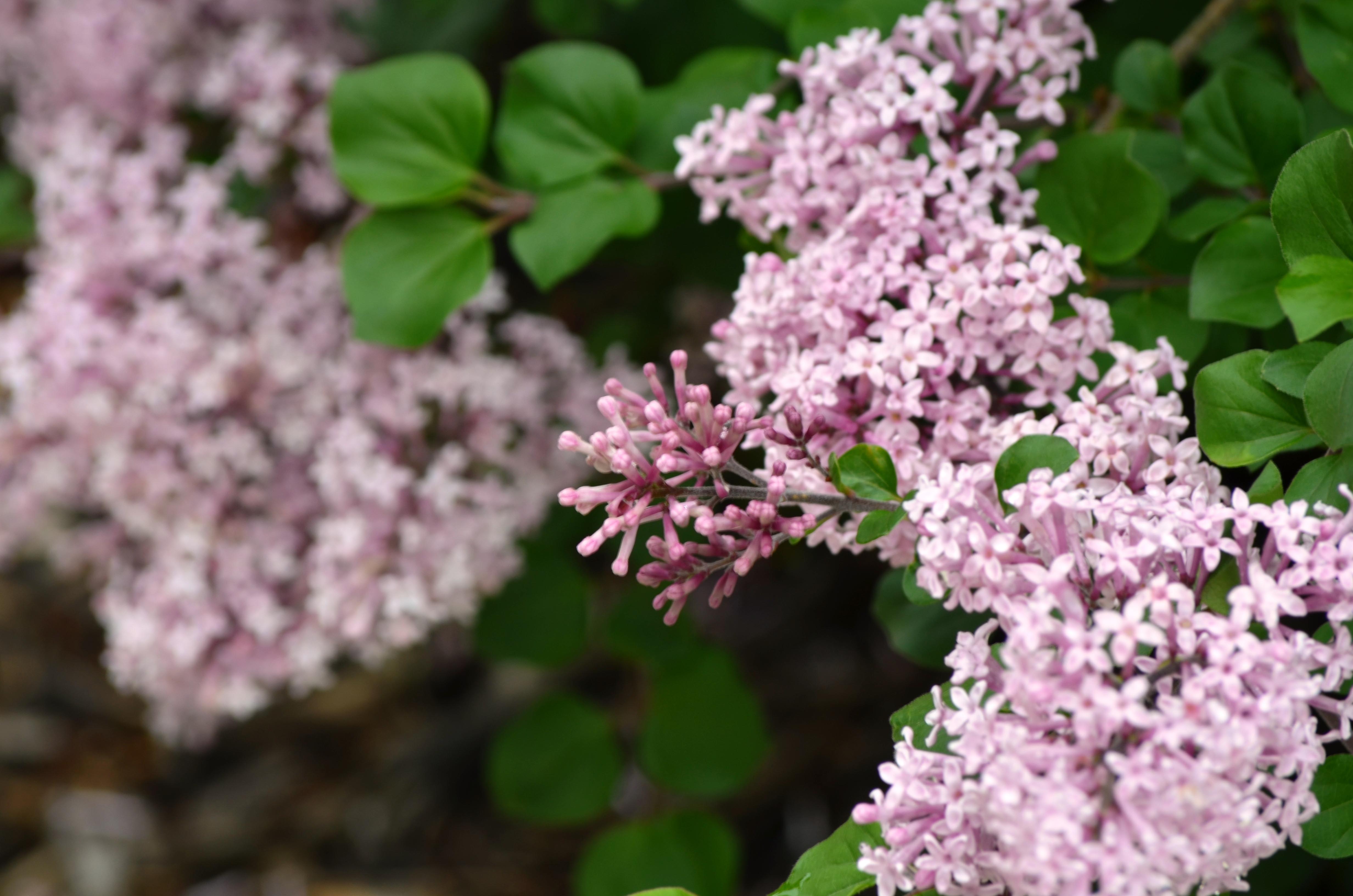Syringa meyeri ‘Palibin’ – Purdue Arboretum Explorer