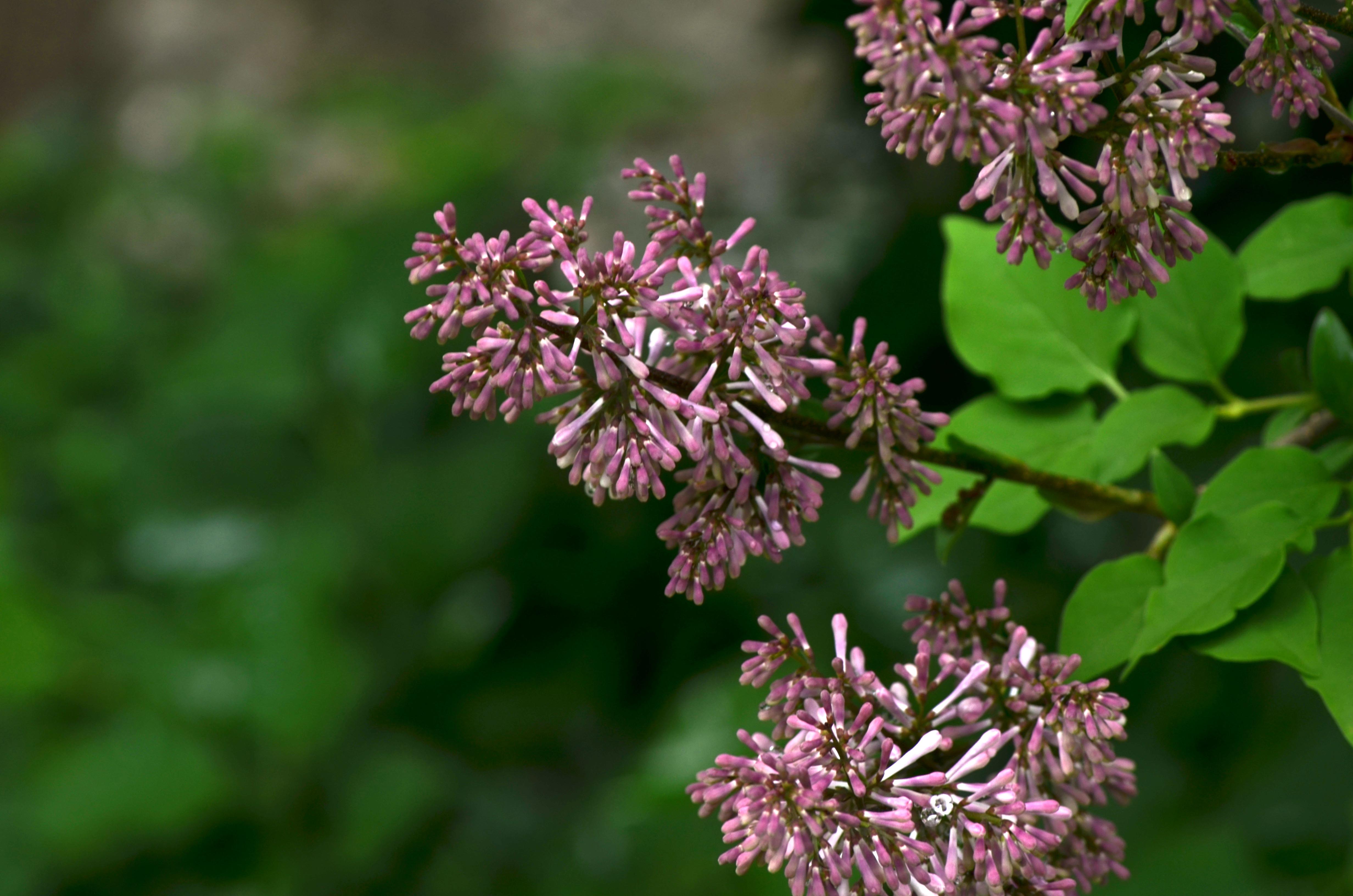 Syringa pubescens ssp. patula – Purdue Arboretum Explorer