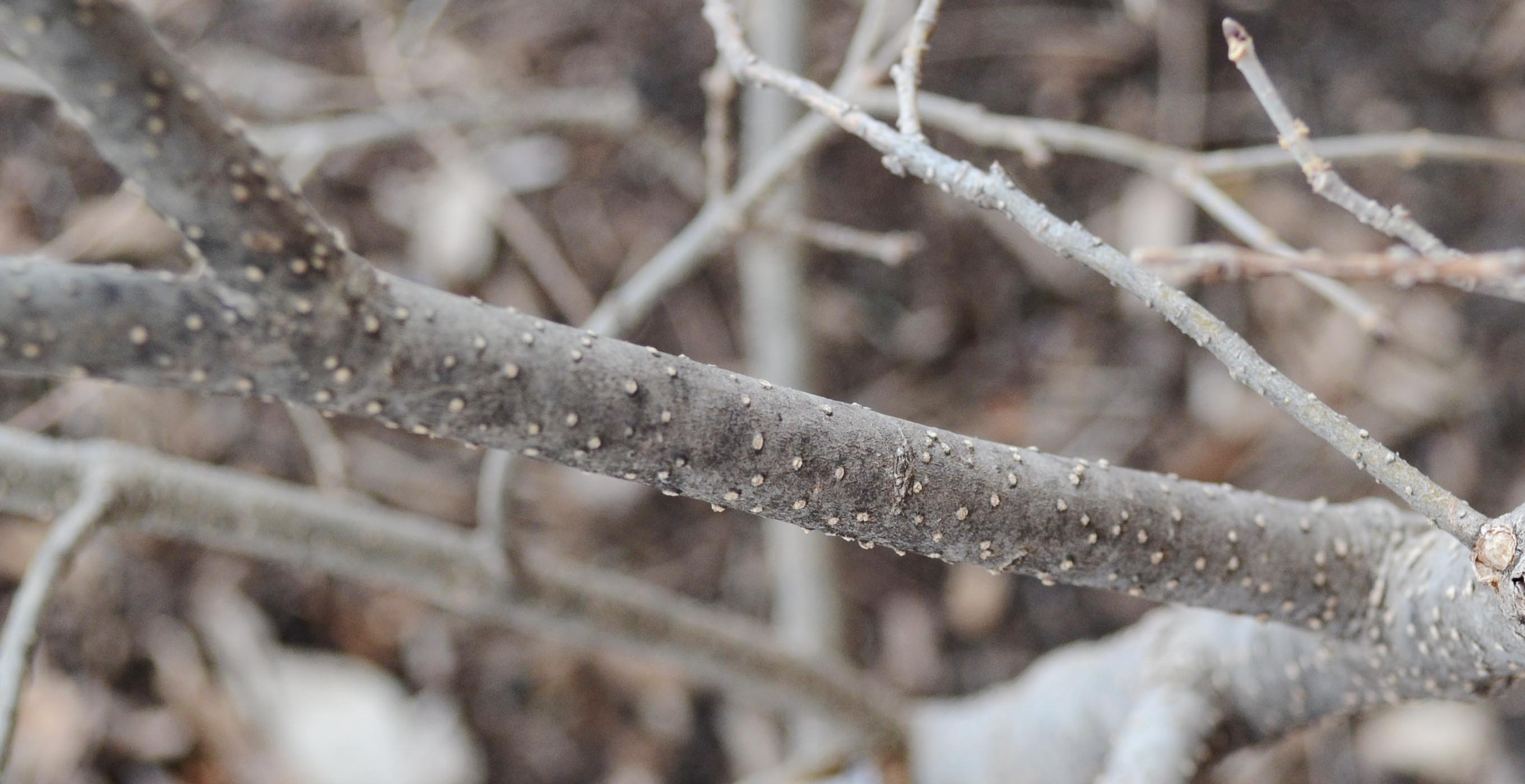 Syringa pubescens ssp. patula – Purdue Arboretum Explorer