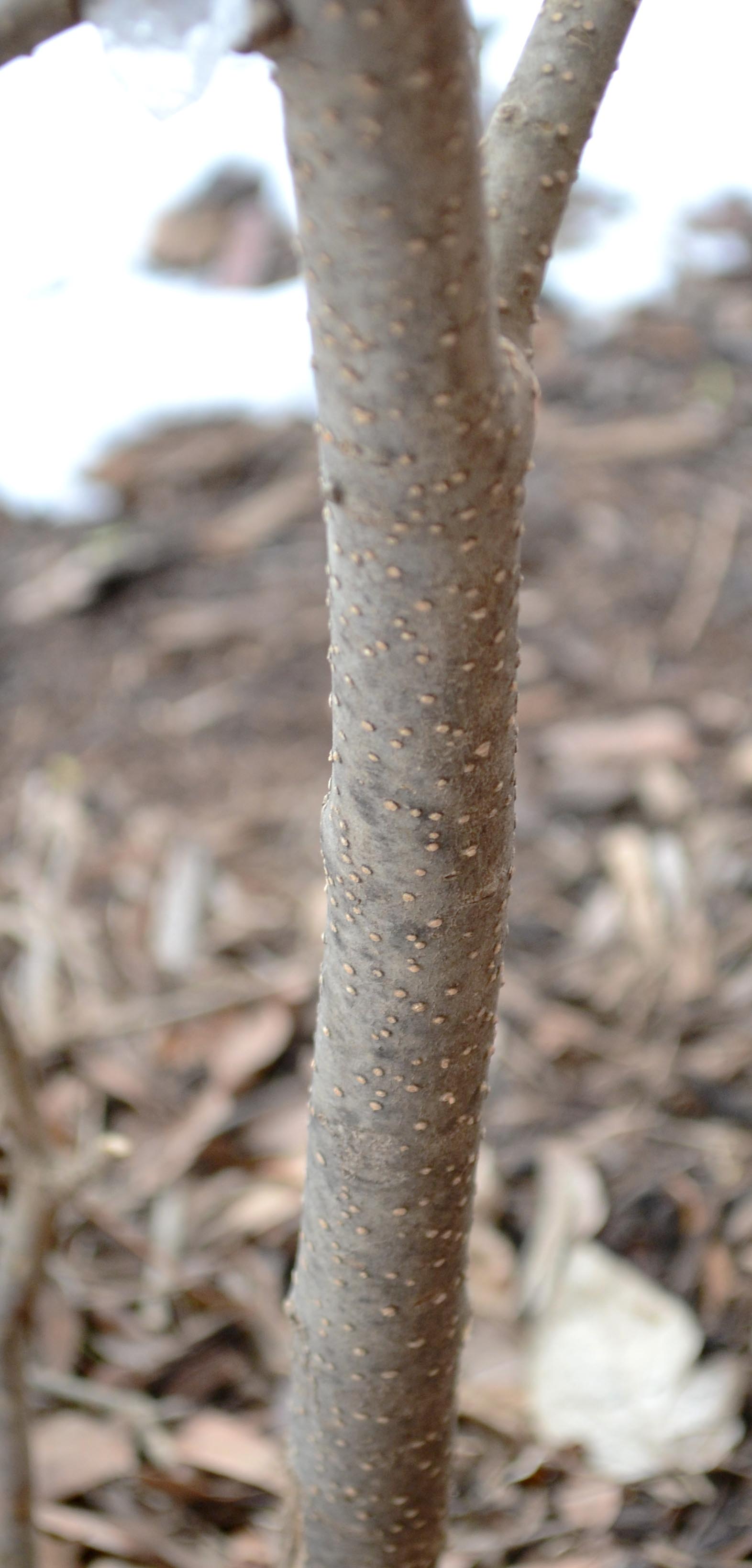 Syringa pubescens ssp. patula – Purdue Arboretum Explorer