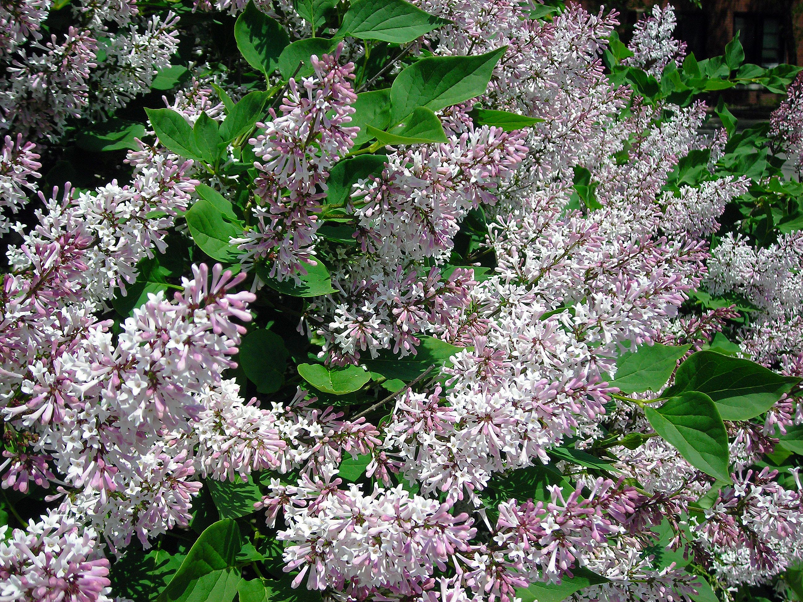 Syringa pubescens ssp. patula ‘Miss Kim’ – Purdue Arboretum Explorer