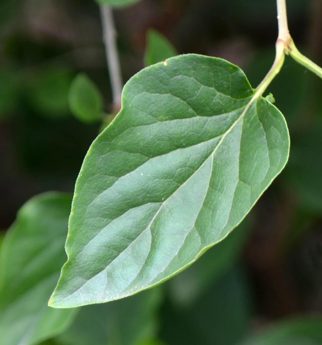 Syringa pubescens ssp. patula ‘Miss Kim’ – Purdue Arboretum Explorer