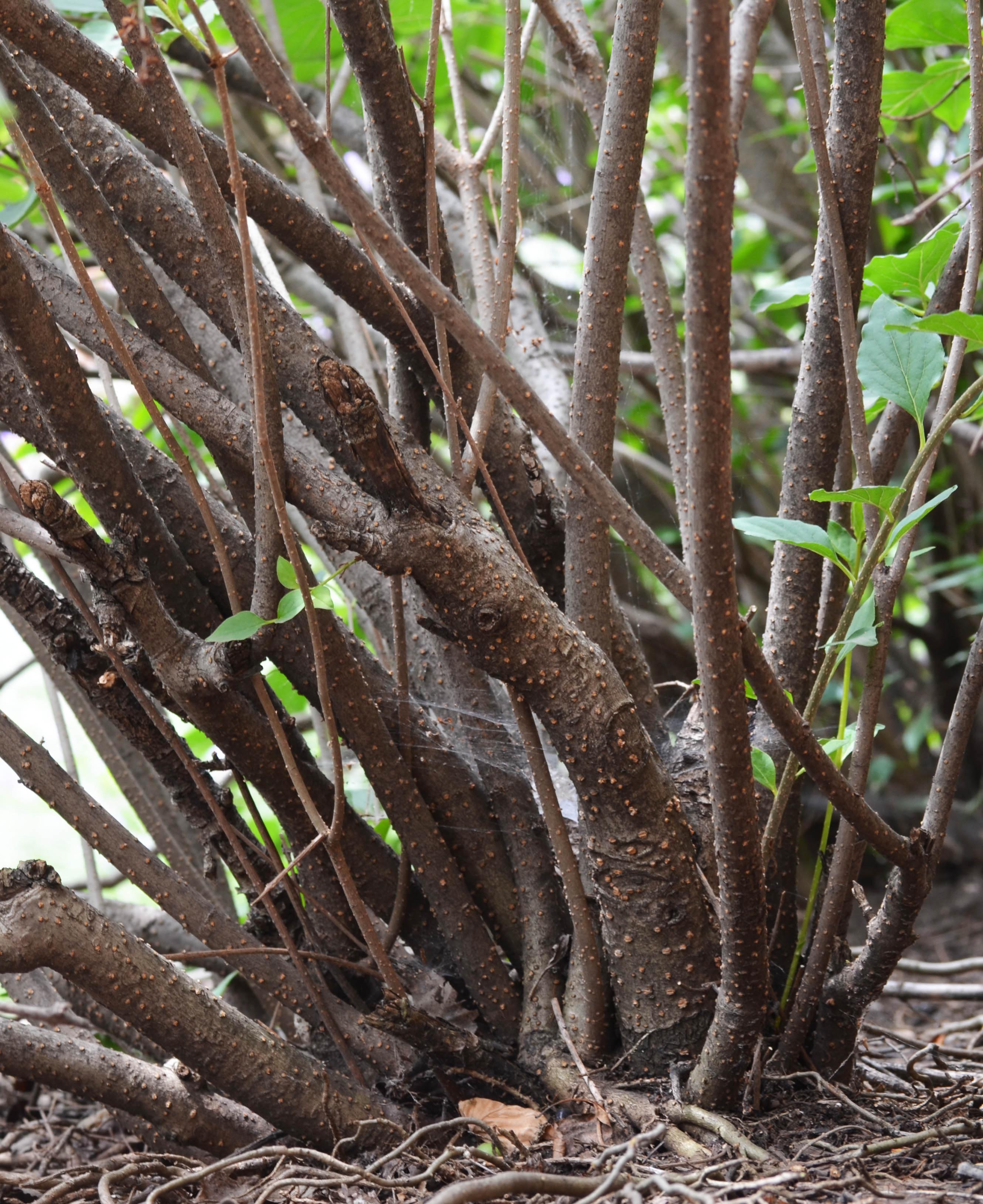 Syringa pubescens ssp. patula ‘Miss Kim’ – Purdue Arboretum Explorer