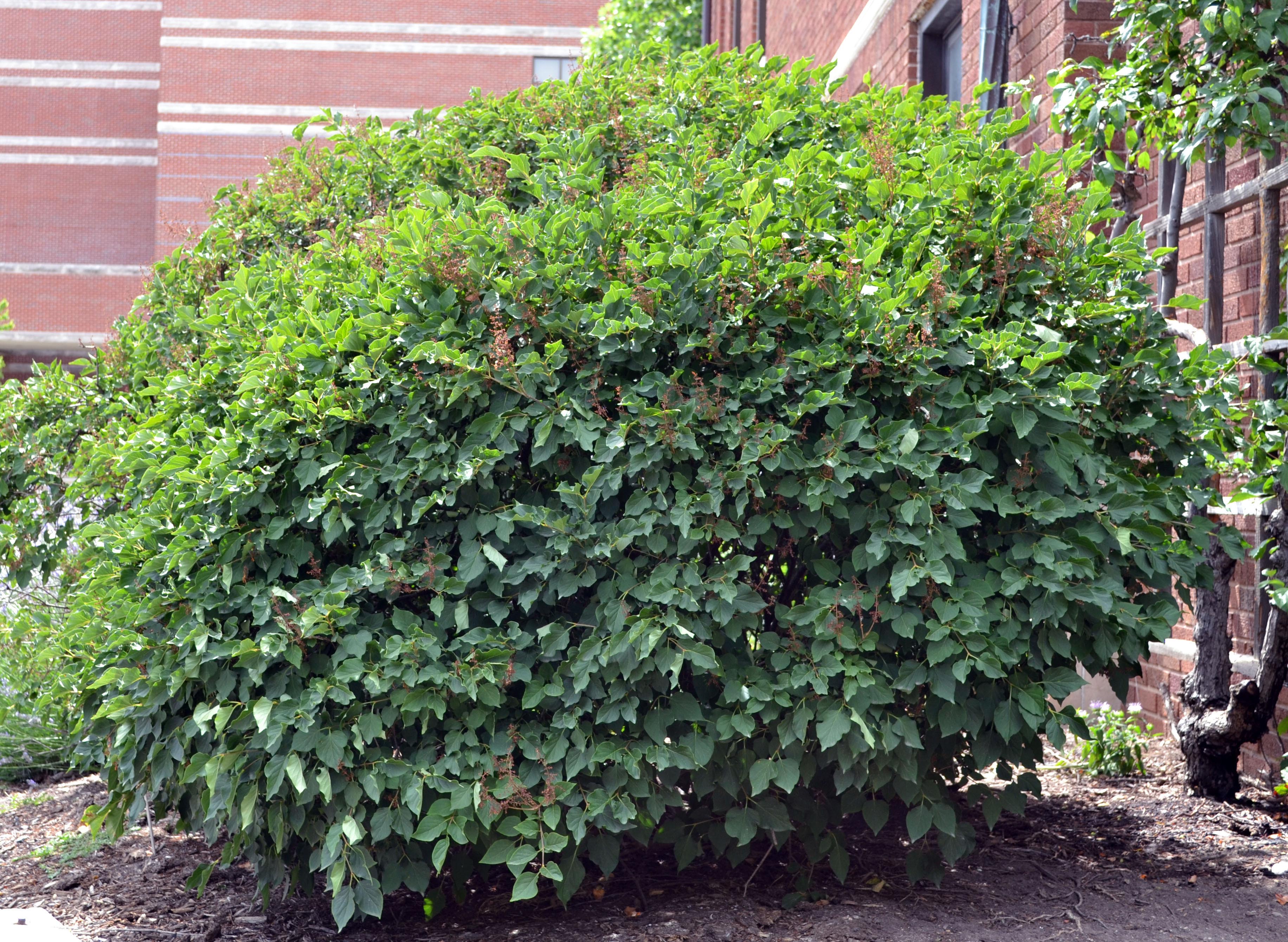 Syringa pubescens ssp. patula ‘Miss Kim’ – Purdue Arboretum Explorer