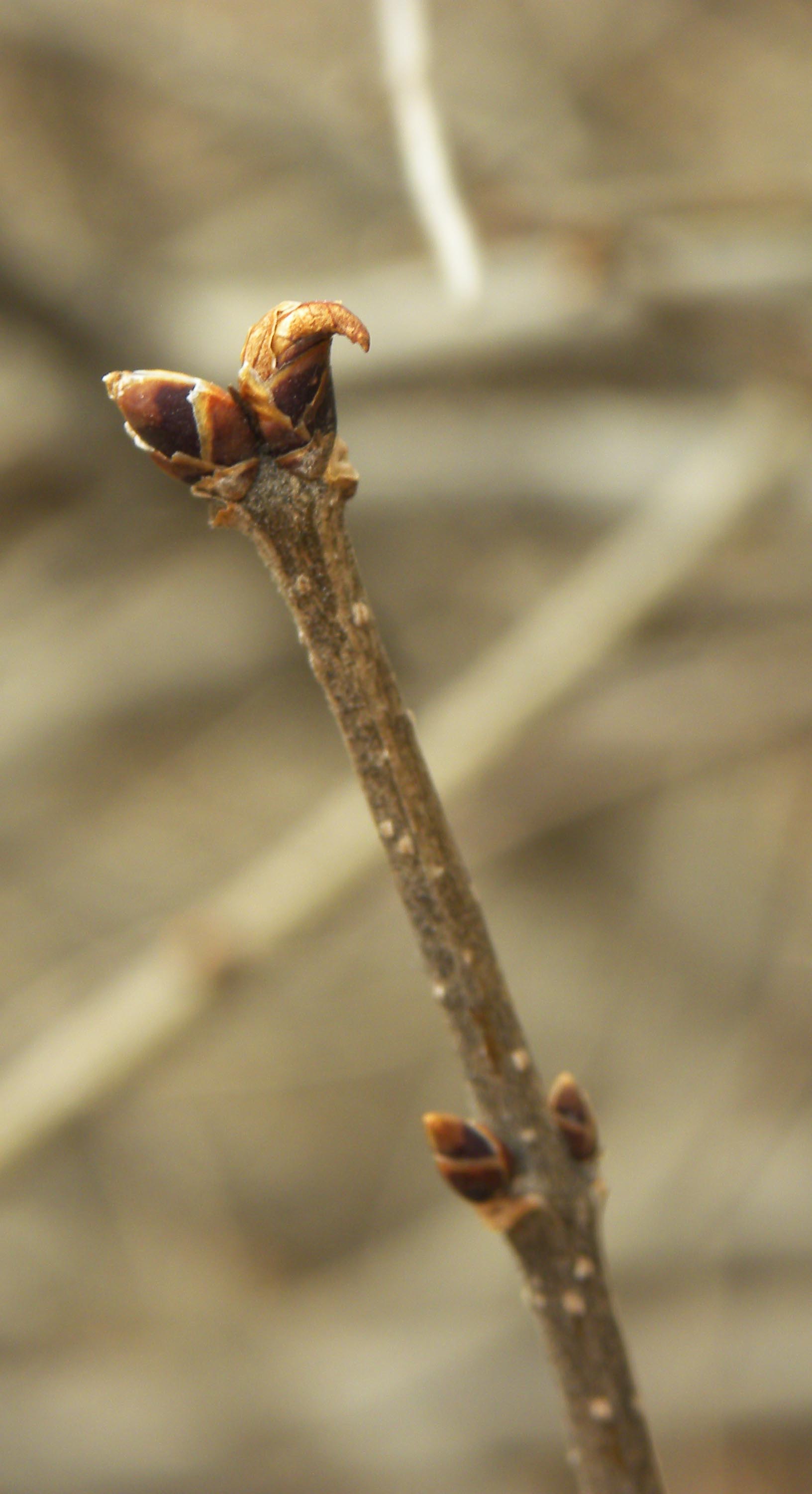 Syringa pubescens ssp. patula ‘Miss Kim’ – Purdue Arboretum Explorer