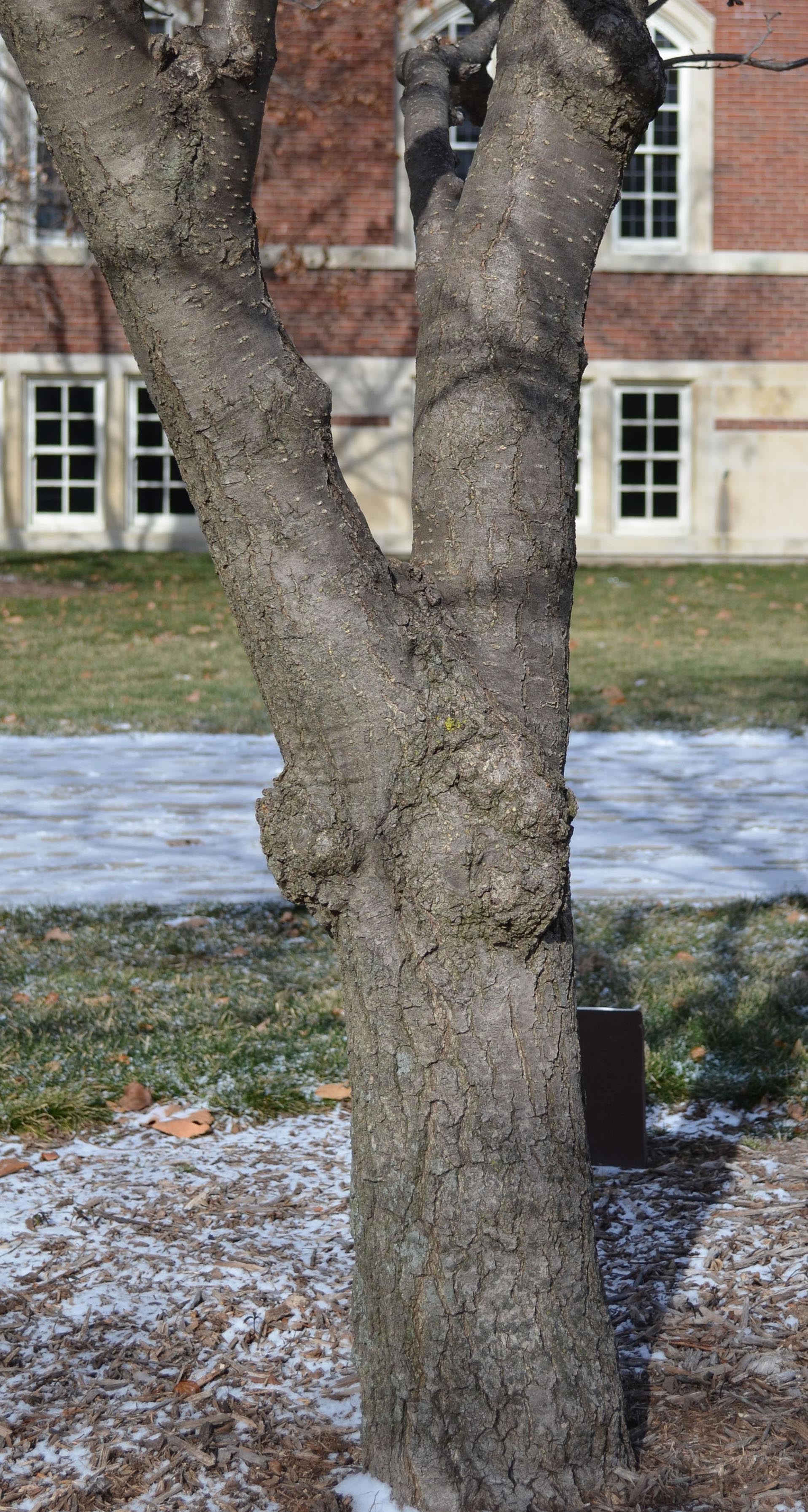 Syringa reticulata – Purdue Arboretum Explorer