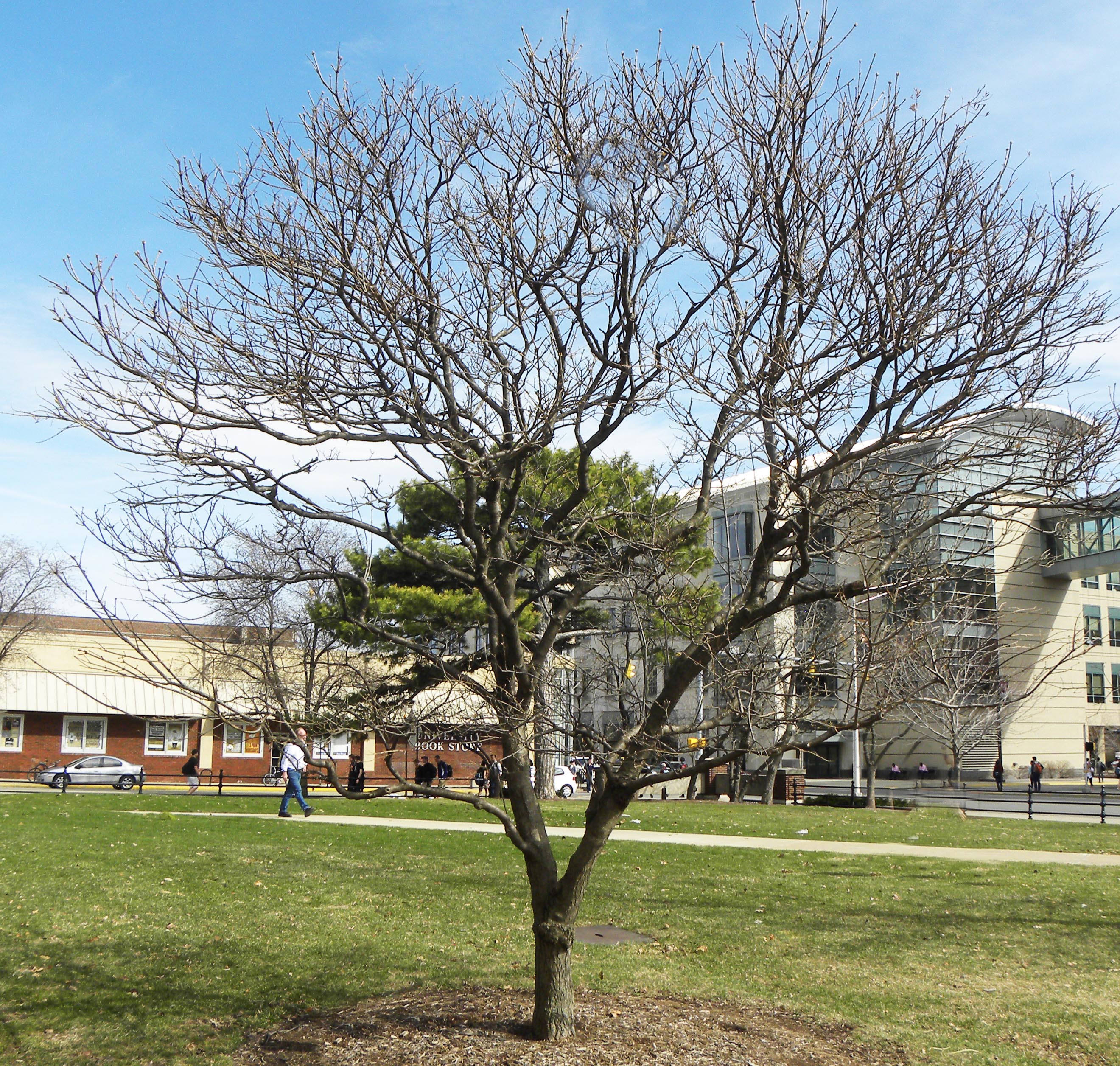 Syringa reticulata – Purdue Arboretum Explorer