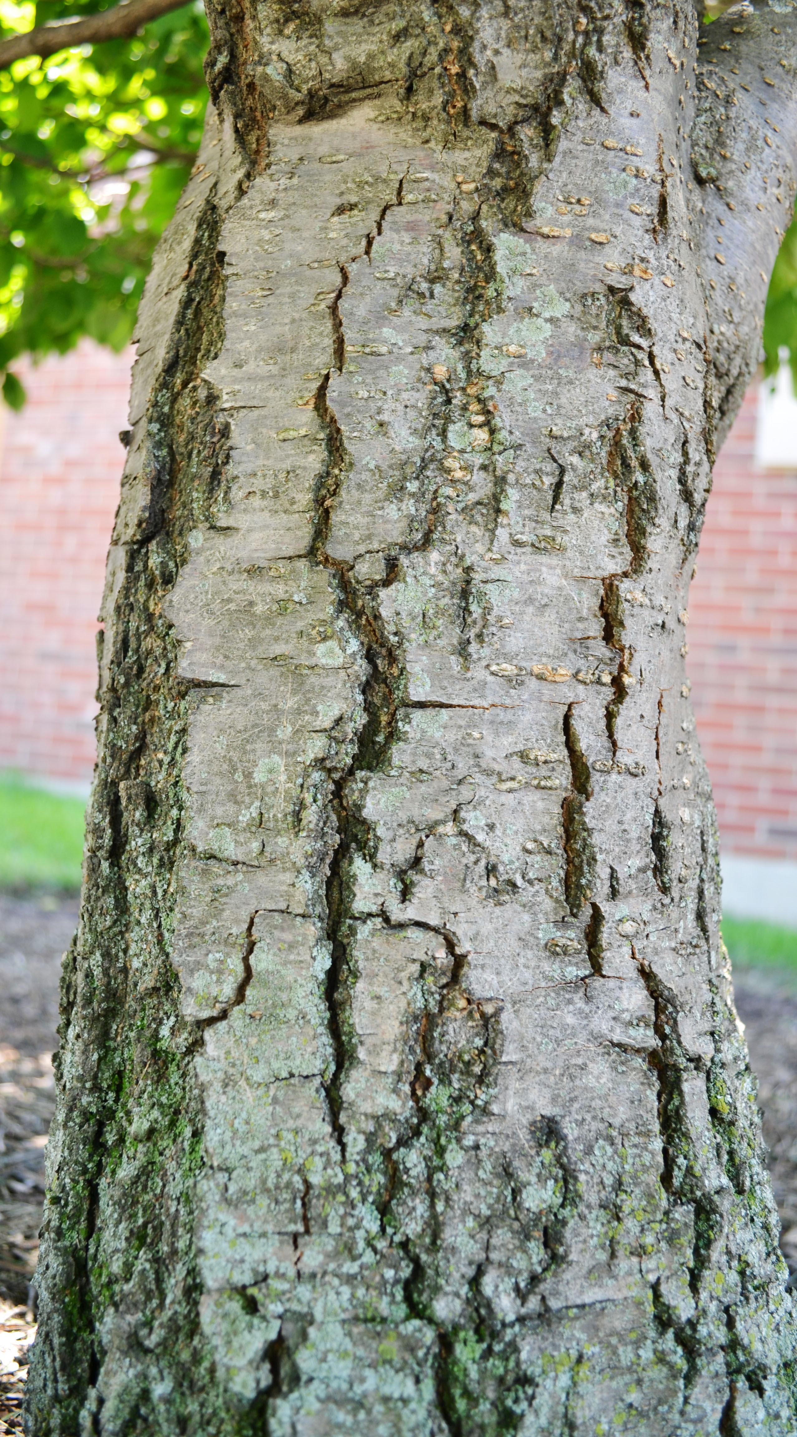 Syringa reticulata – Purdue Arboretum Explorer