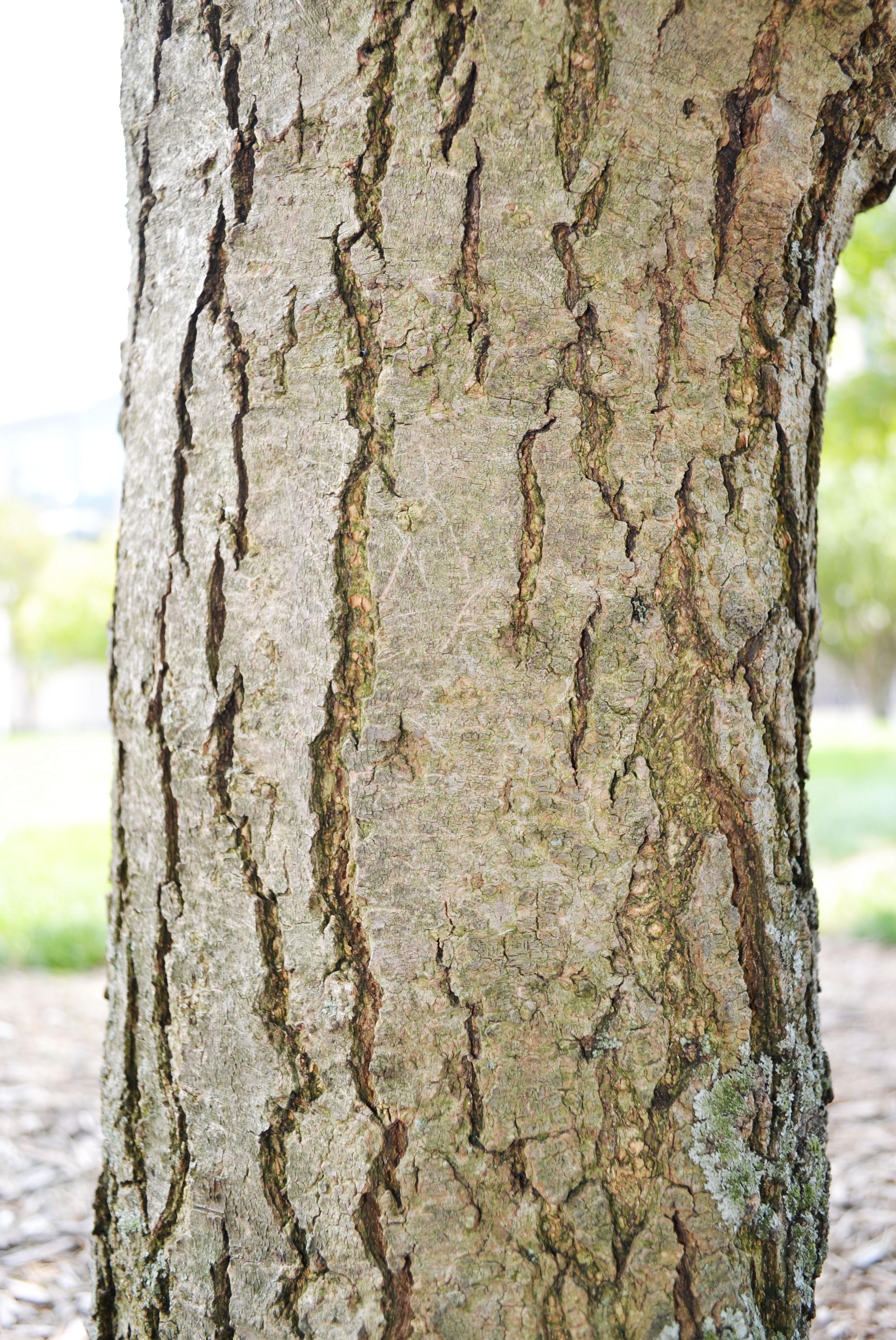 Syringa reticulata – Purdue Arboretum Explorer