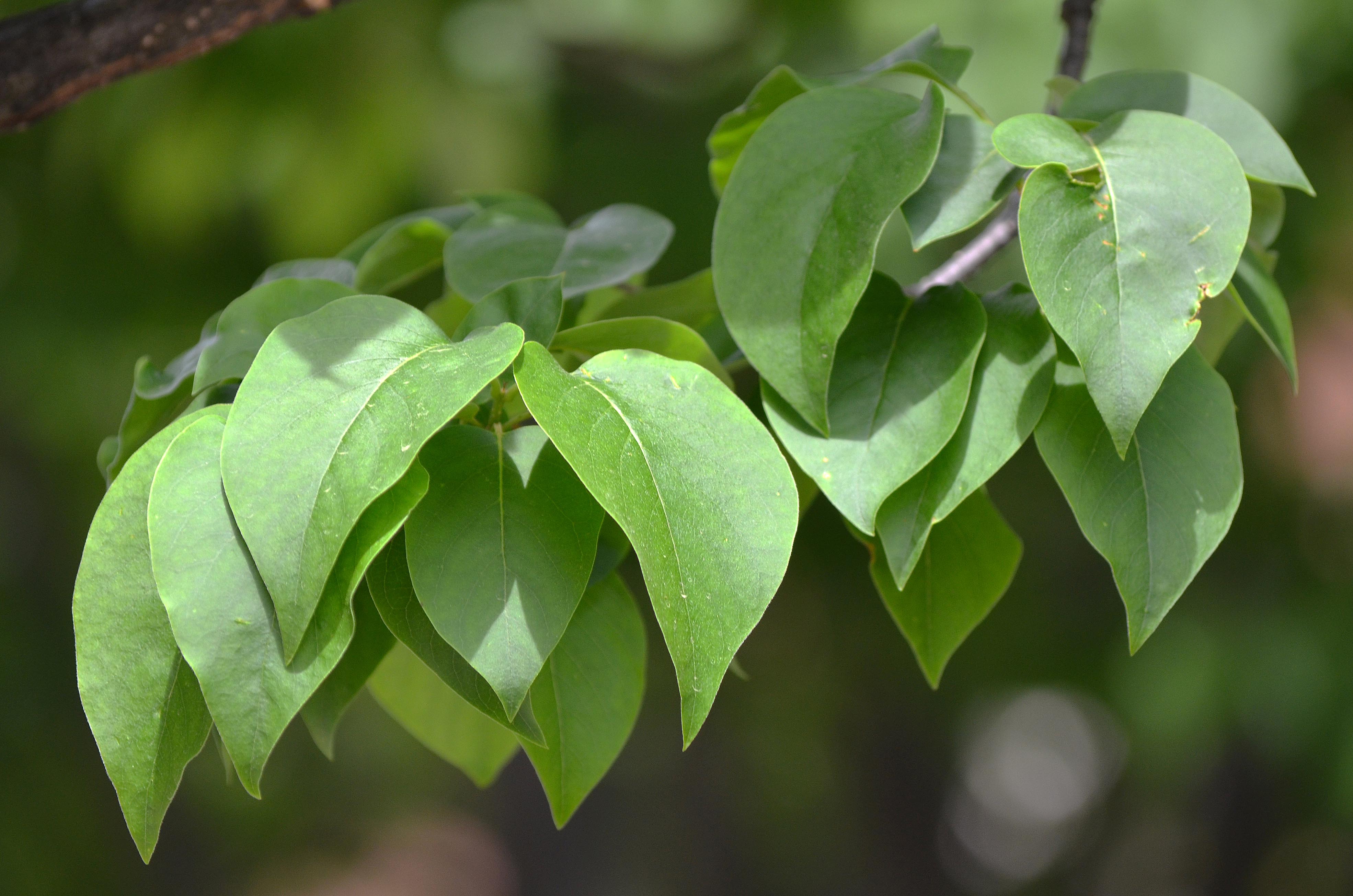 Syringa reticulata – Purdue Arboretum Explorer