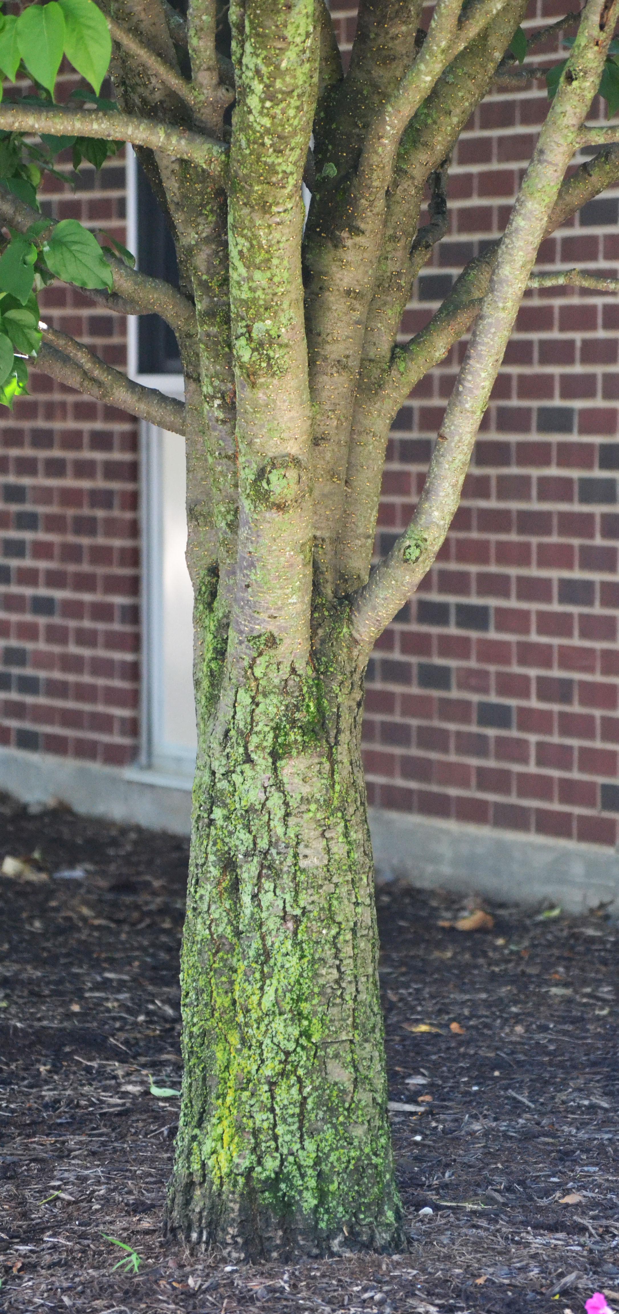 Syringa reticulata ‘Ivory Silk’ – Purdue Arboretum Explorer