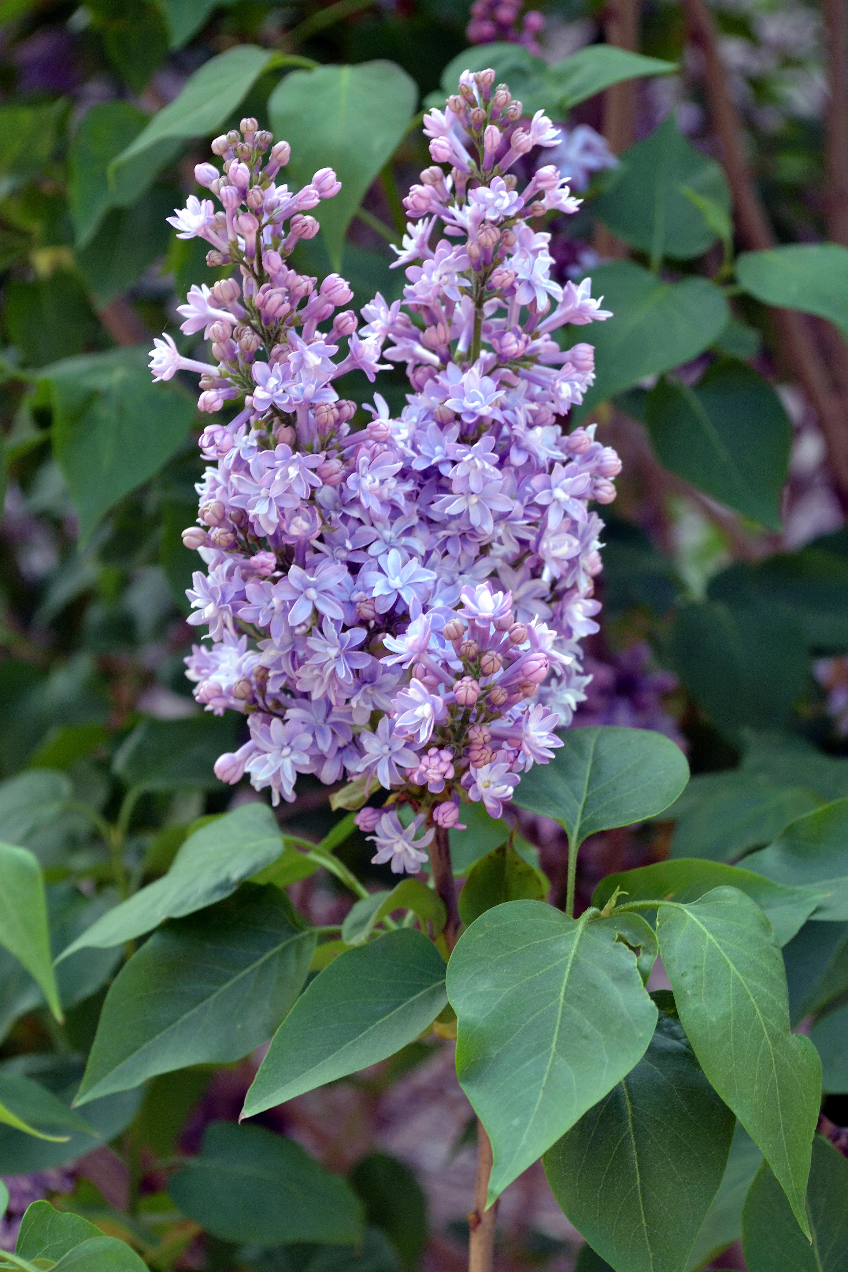 Syringa vulgaris ‘May Day’ – Purdue Arboretum Explorer