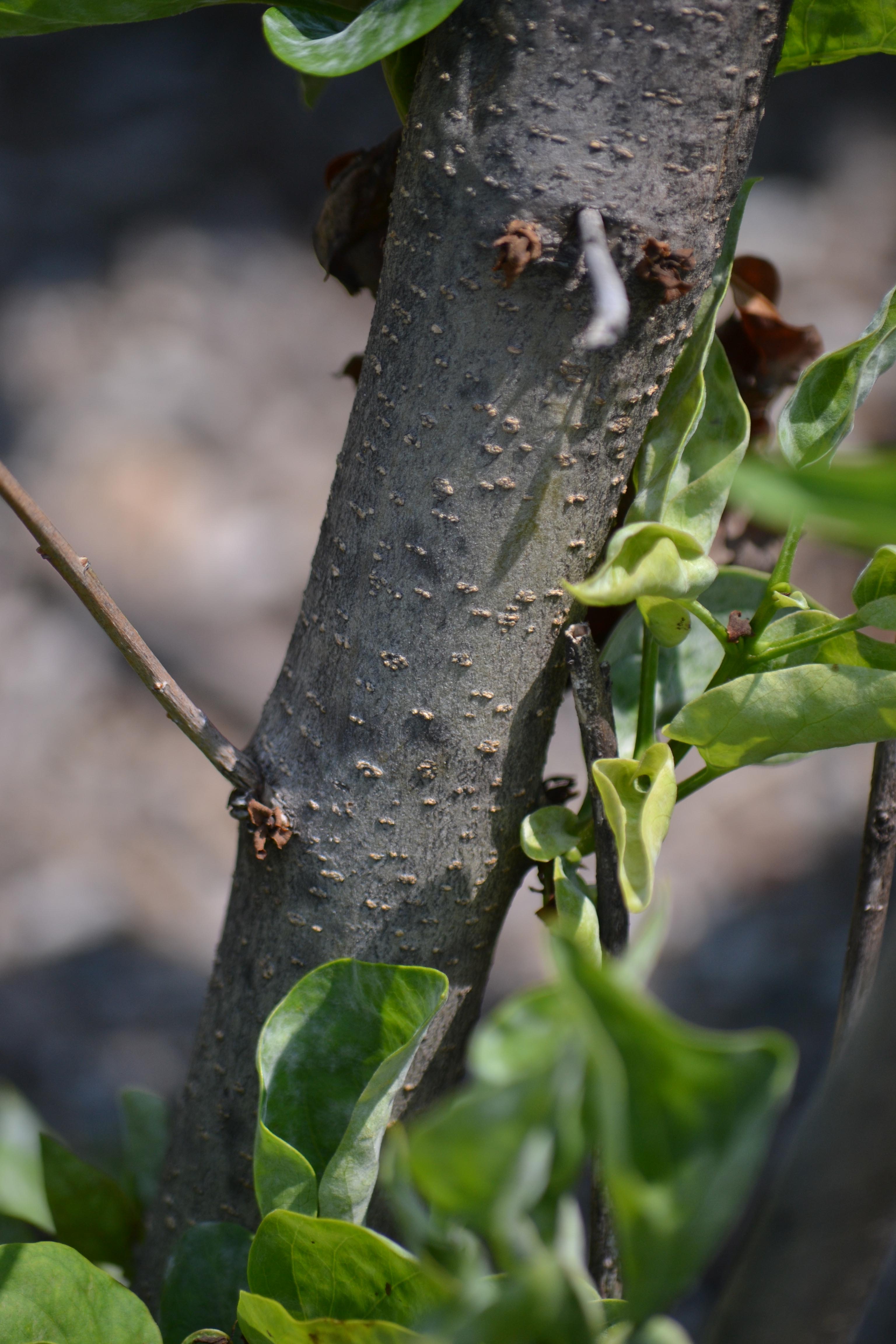 Syringa vulgaris ‘May Day’ – Purdue Arboretum Explorer