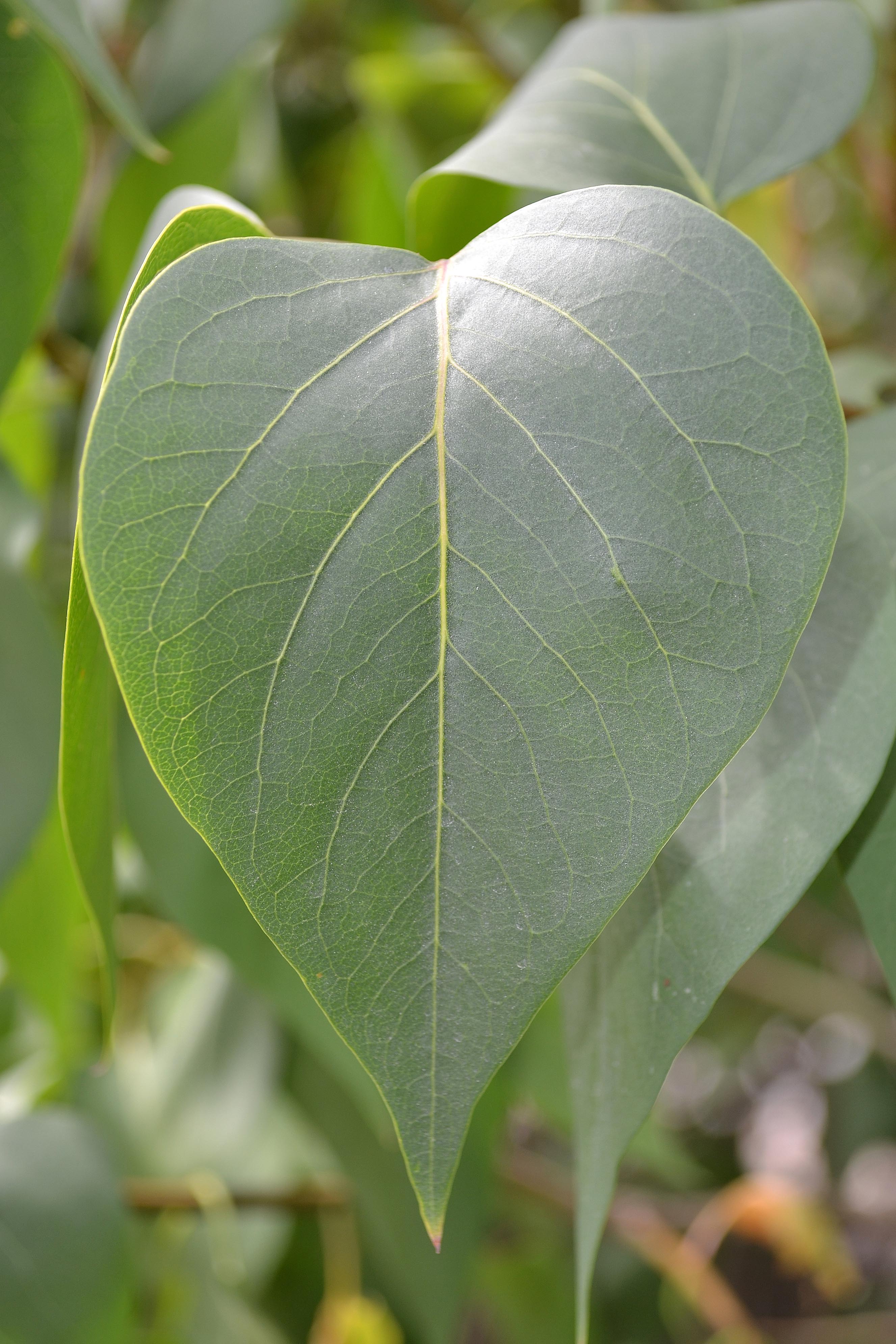 Syringa vulgaris – Purdue Arboretum Explorer
