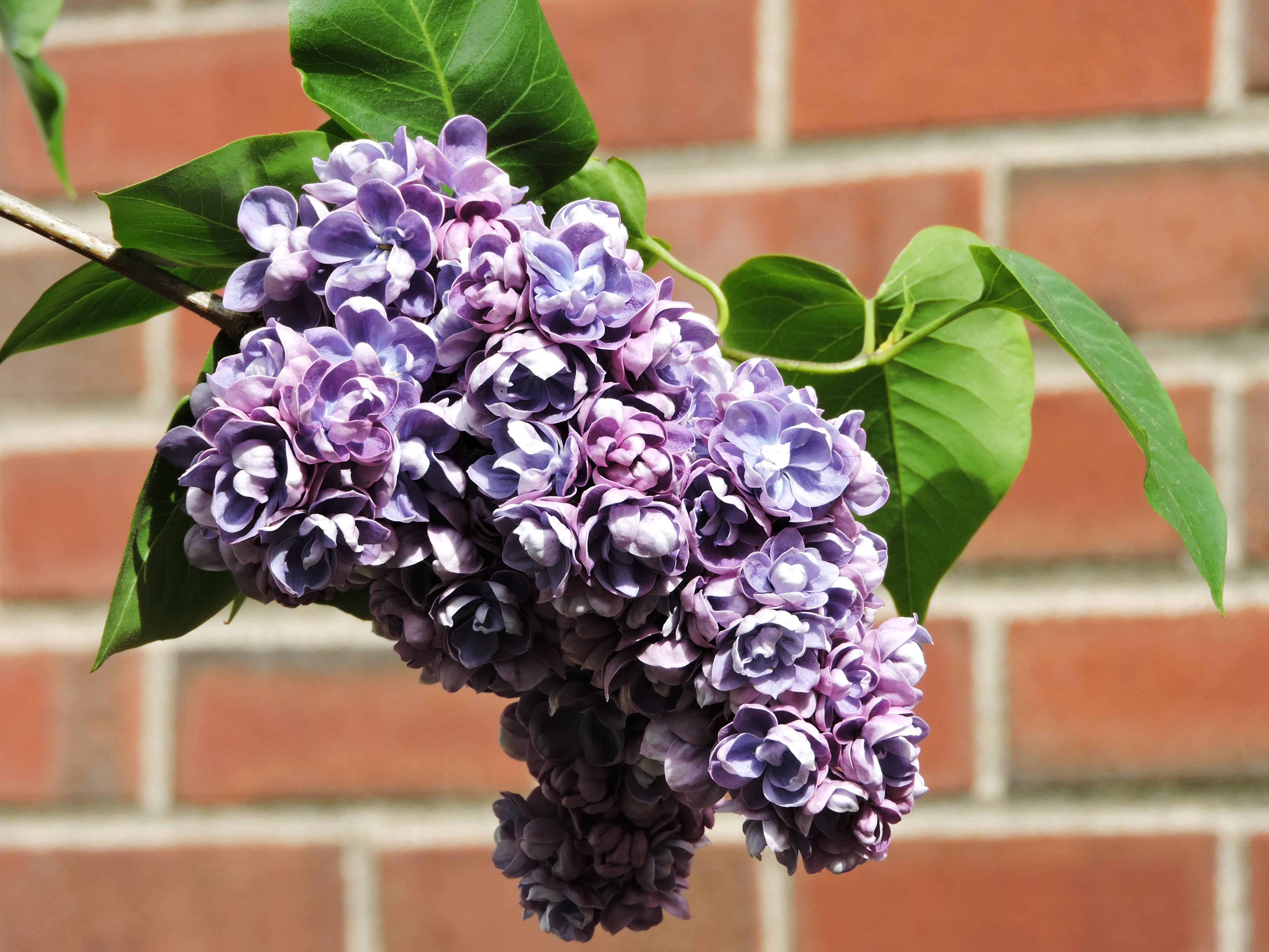 Syringa vulgaris – Purdue Arboretum Explorer