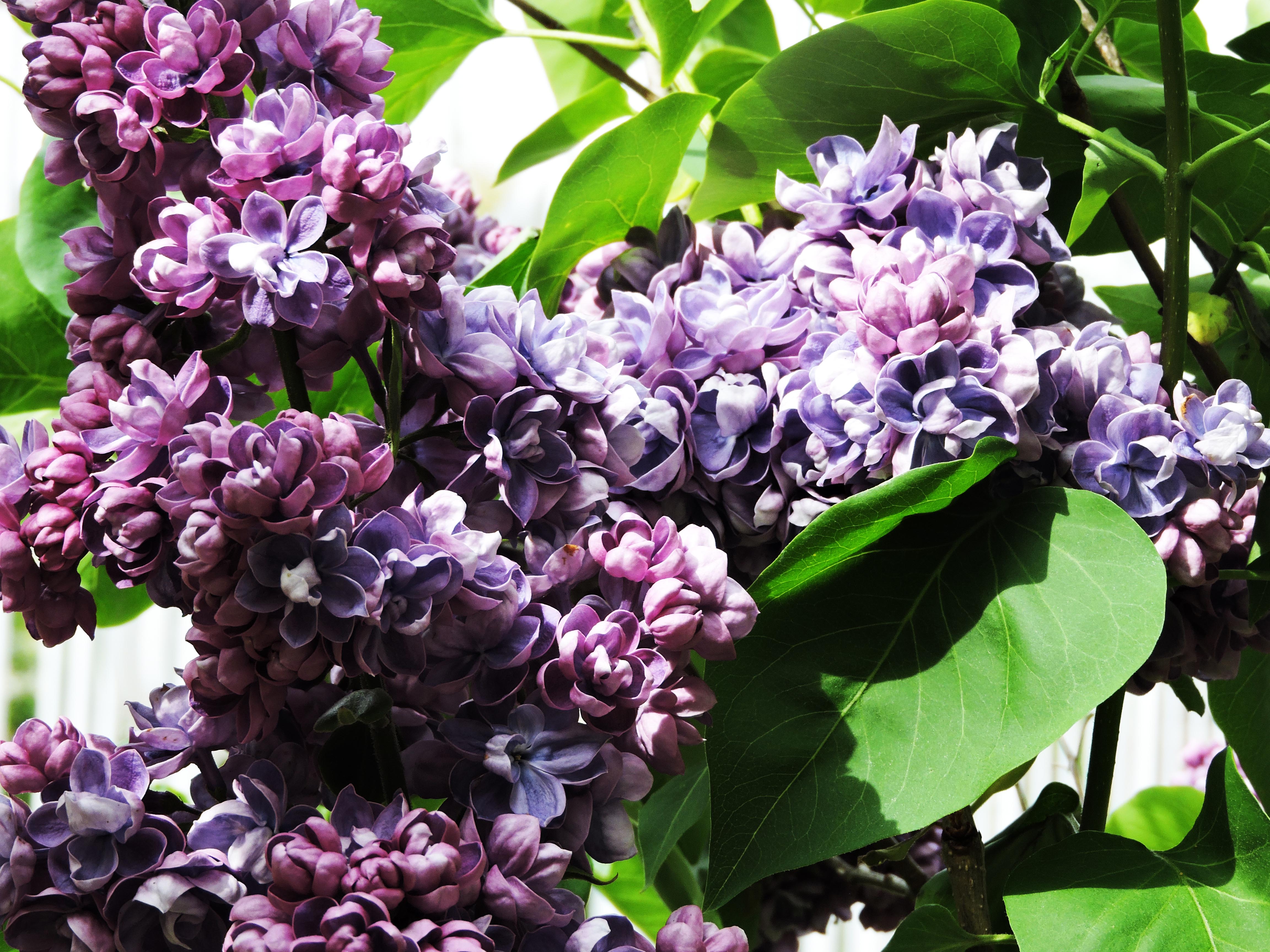 Syringa vulgaris – Purdue Arboretum Explorer