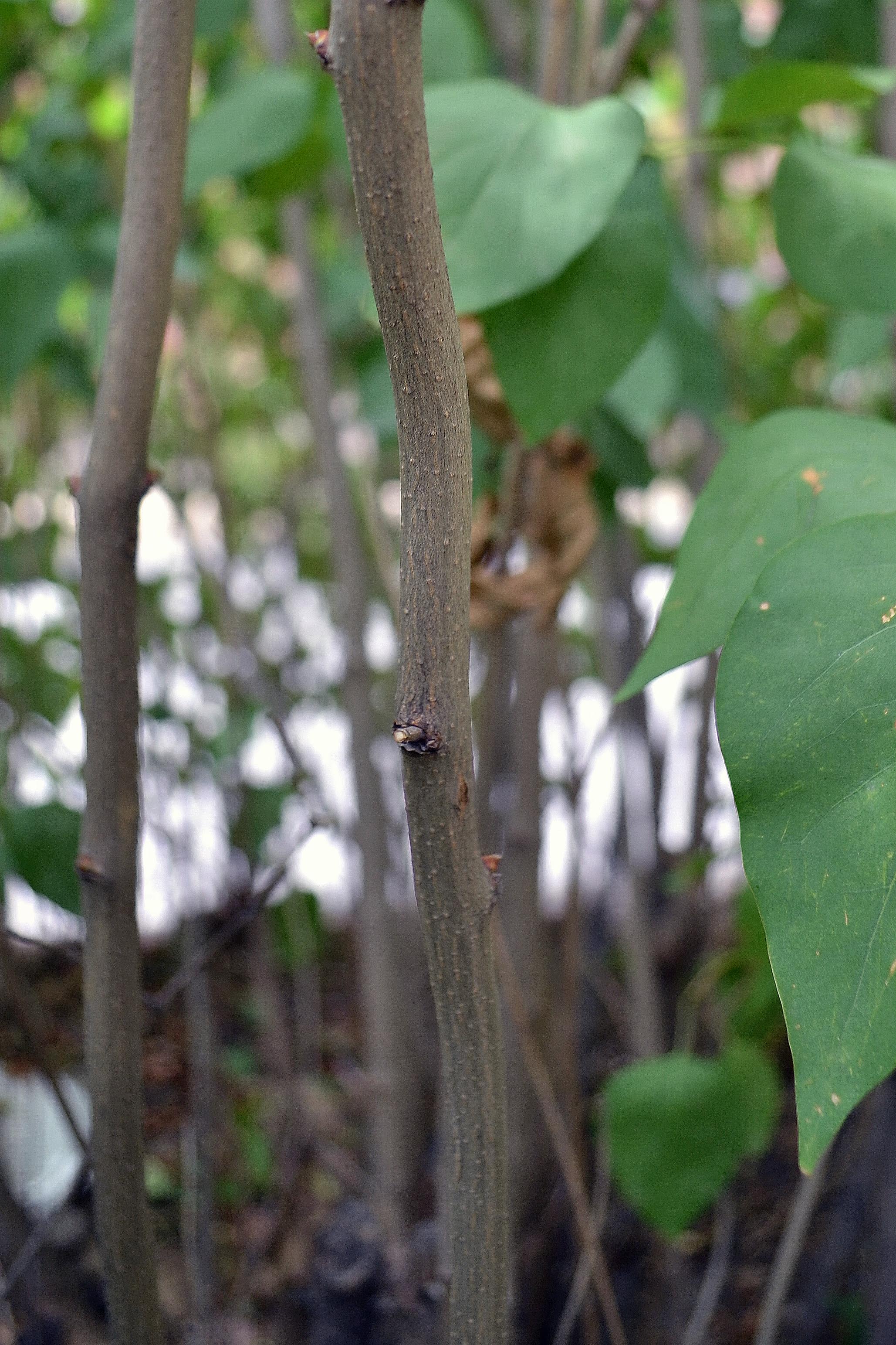 Syringa vulgaris – Purdue Arboretum Explorer