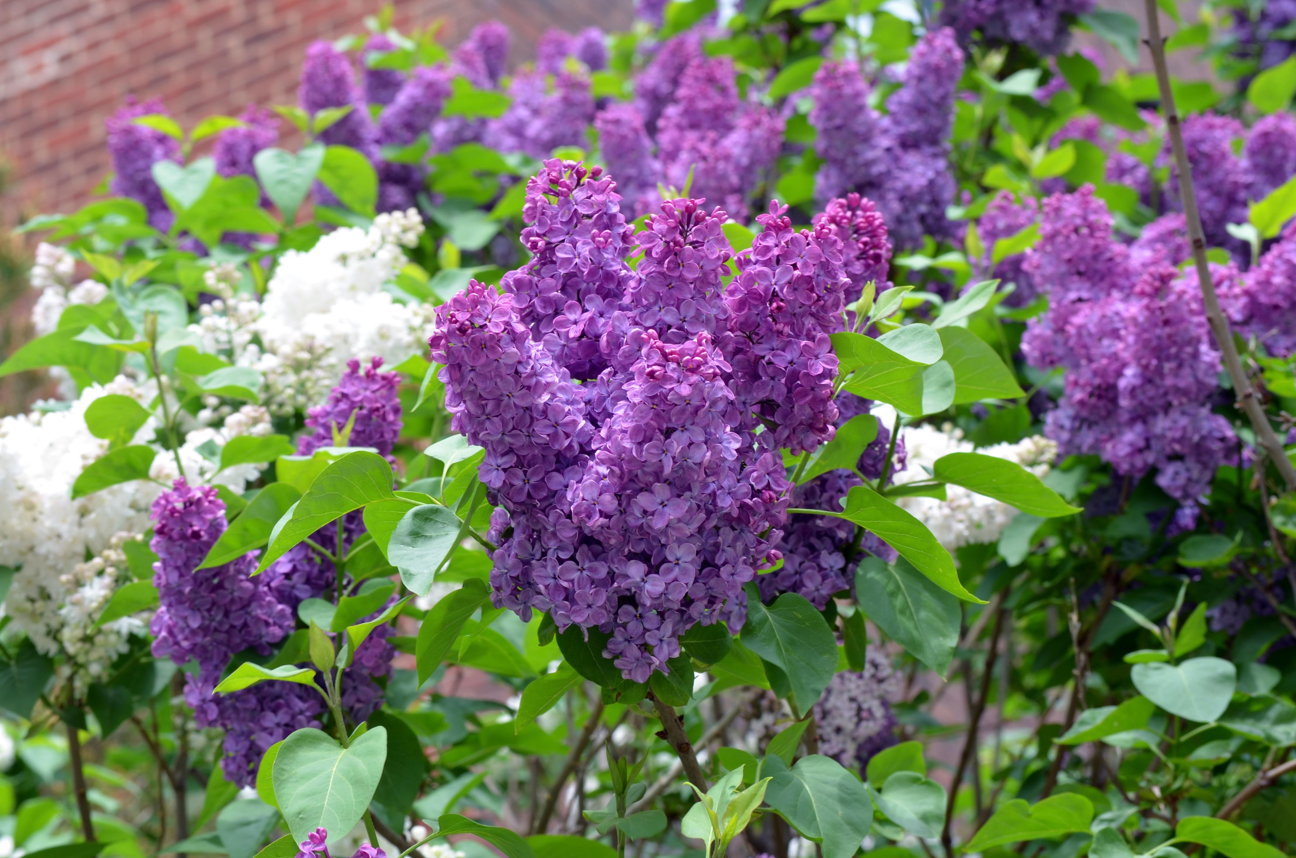Syringa vulgaris – Purdue Arboretum Explorer