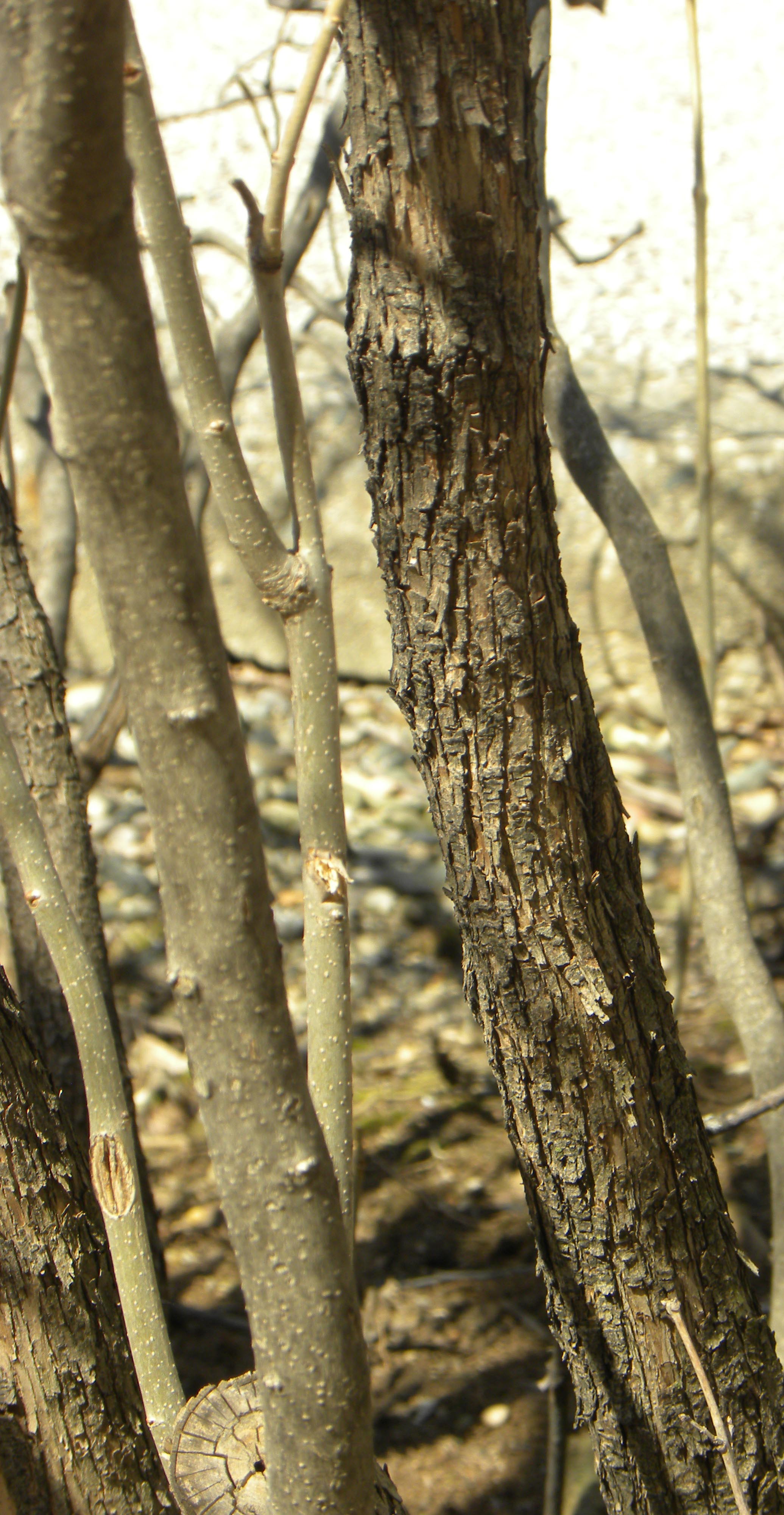 Syringa vulgaris – Purdue Arboretum Explorer