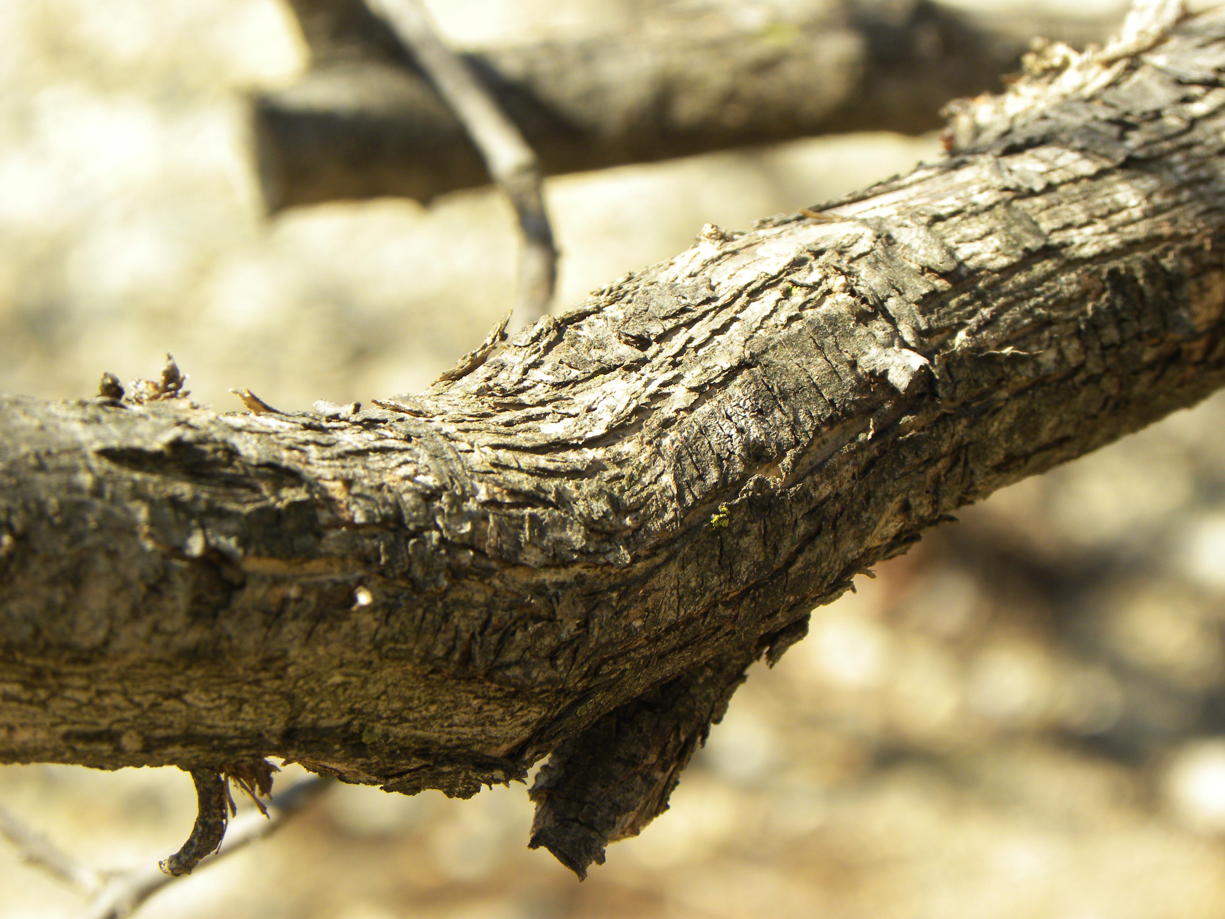 Syringa vulgaris – Purdue Arboretum Explorer