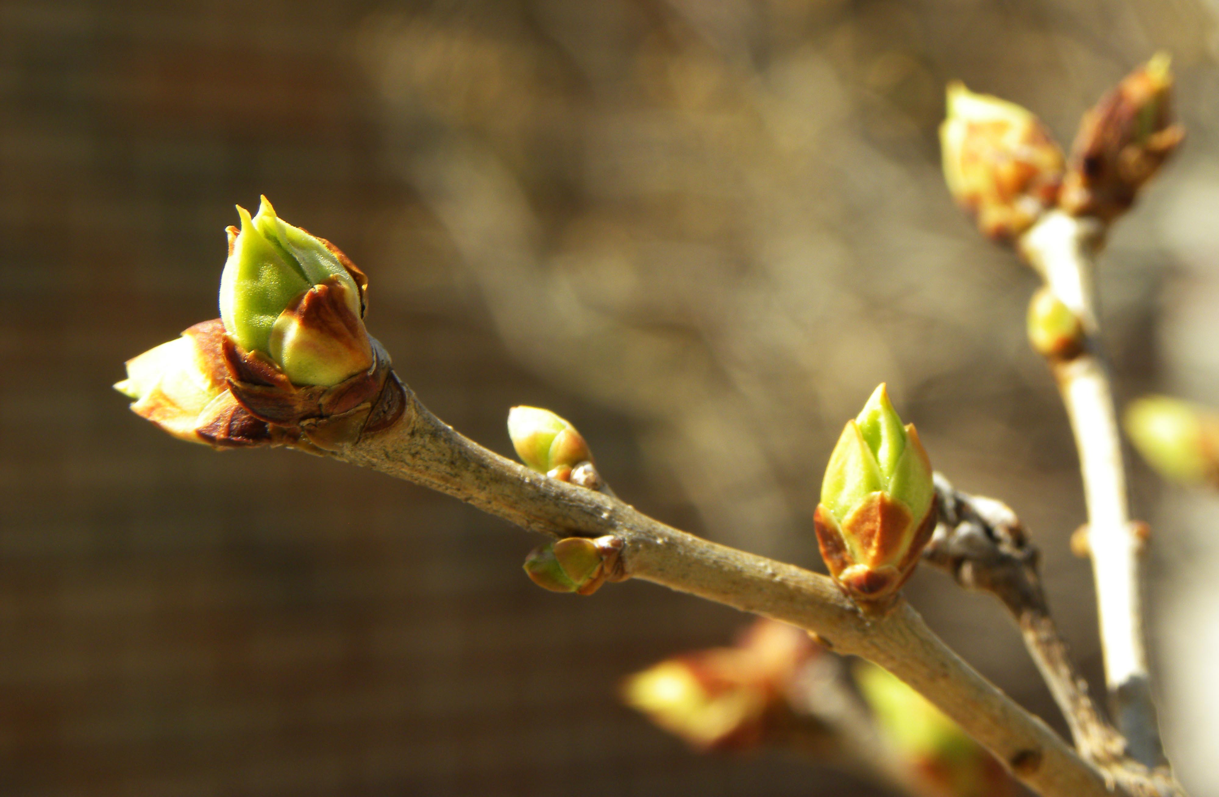 Syringa vulgaris – Purdue Arboretum Explorer