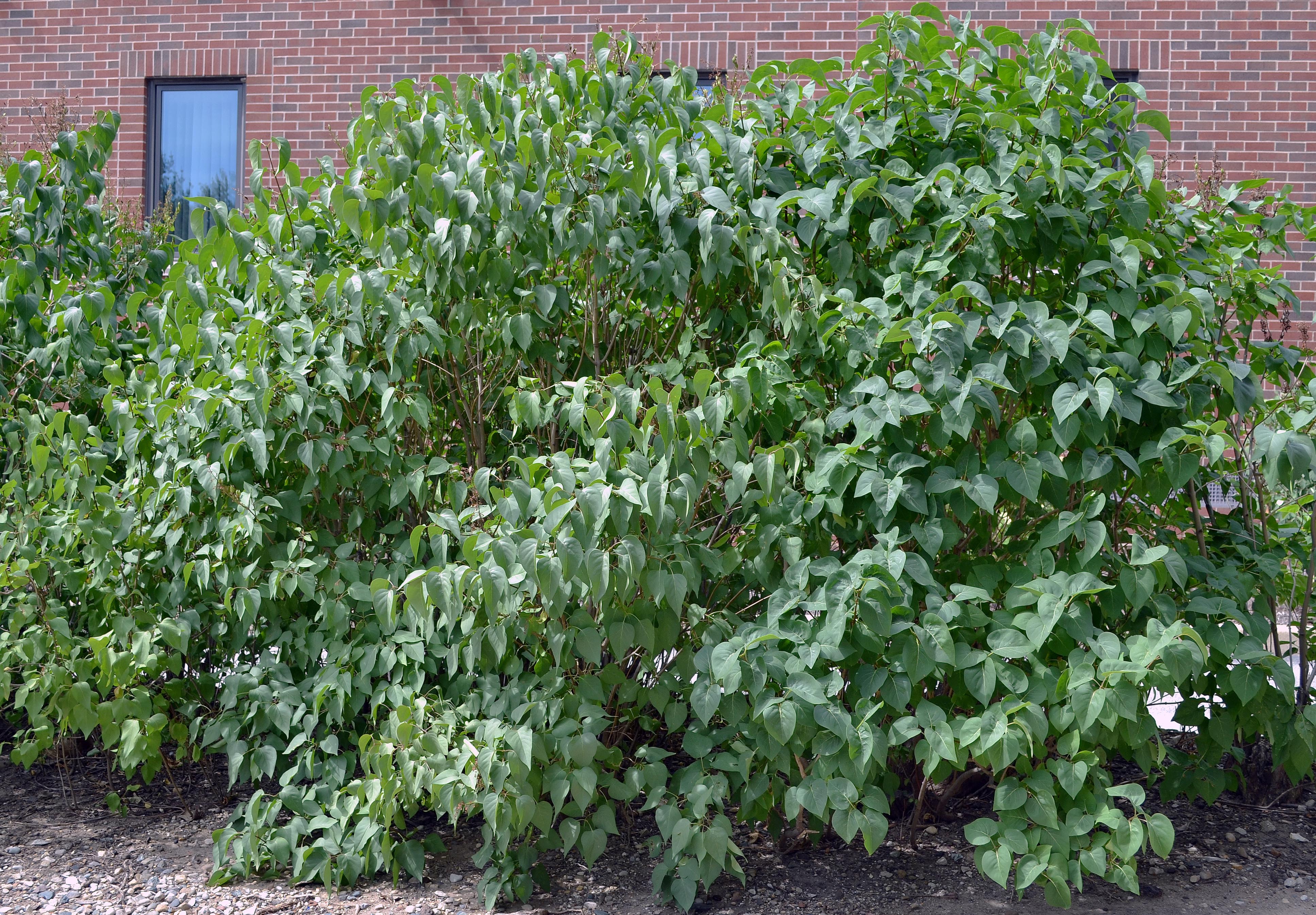 Syringa vulgaris – Purdue Arboretum Explorer