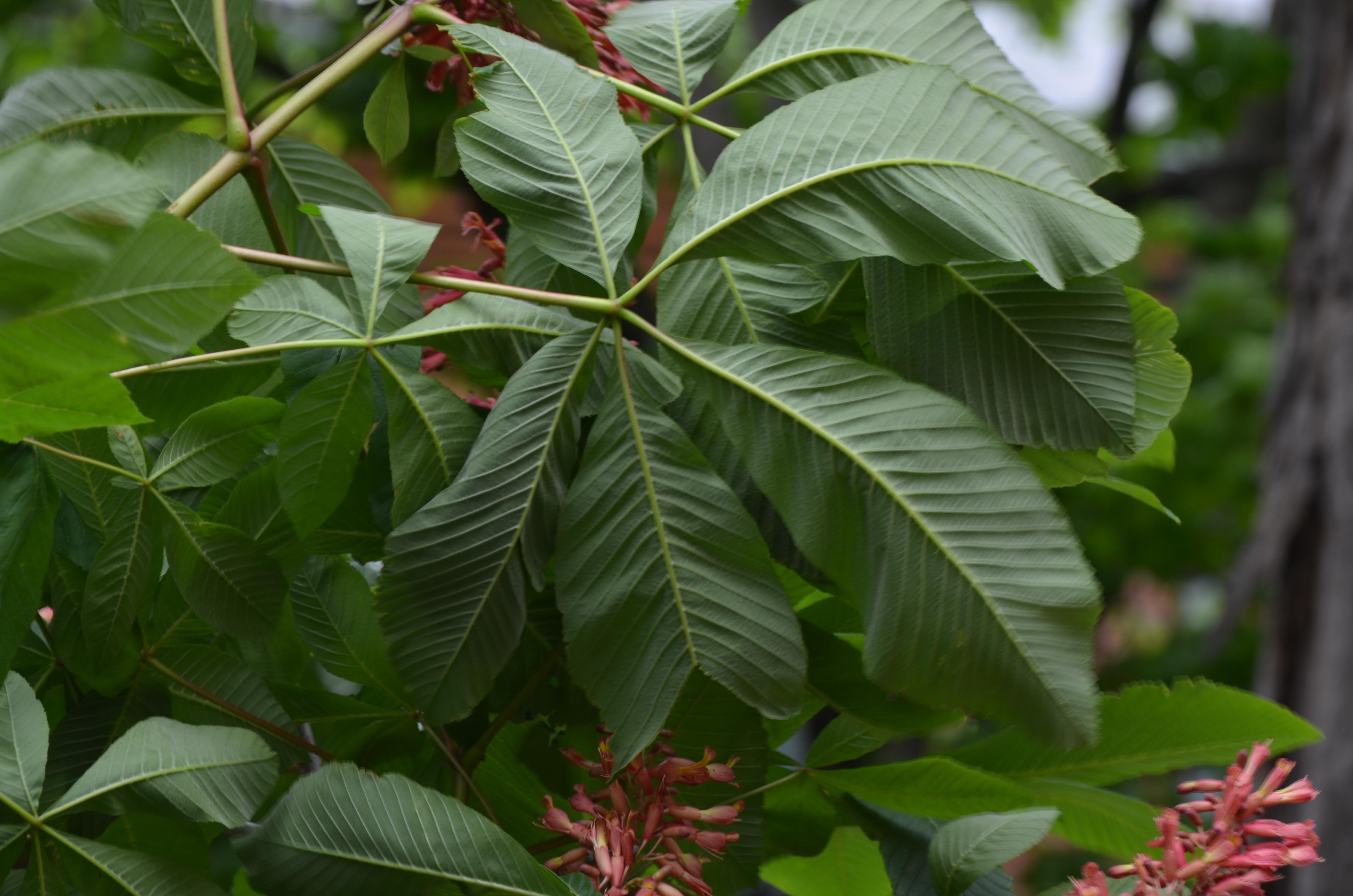 Aesculus pavia – Purdue Arboretum Explorer