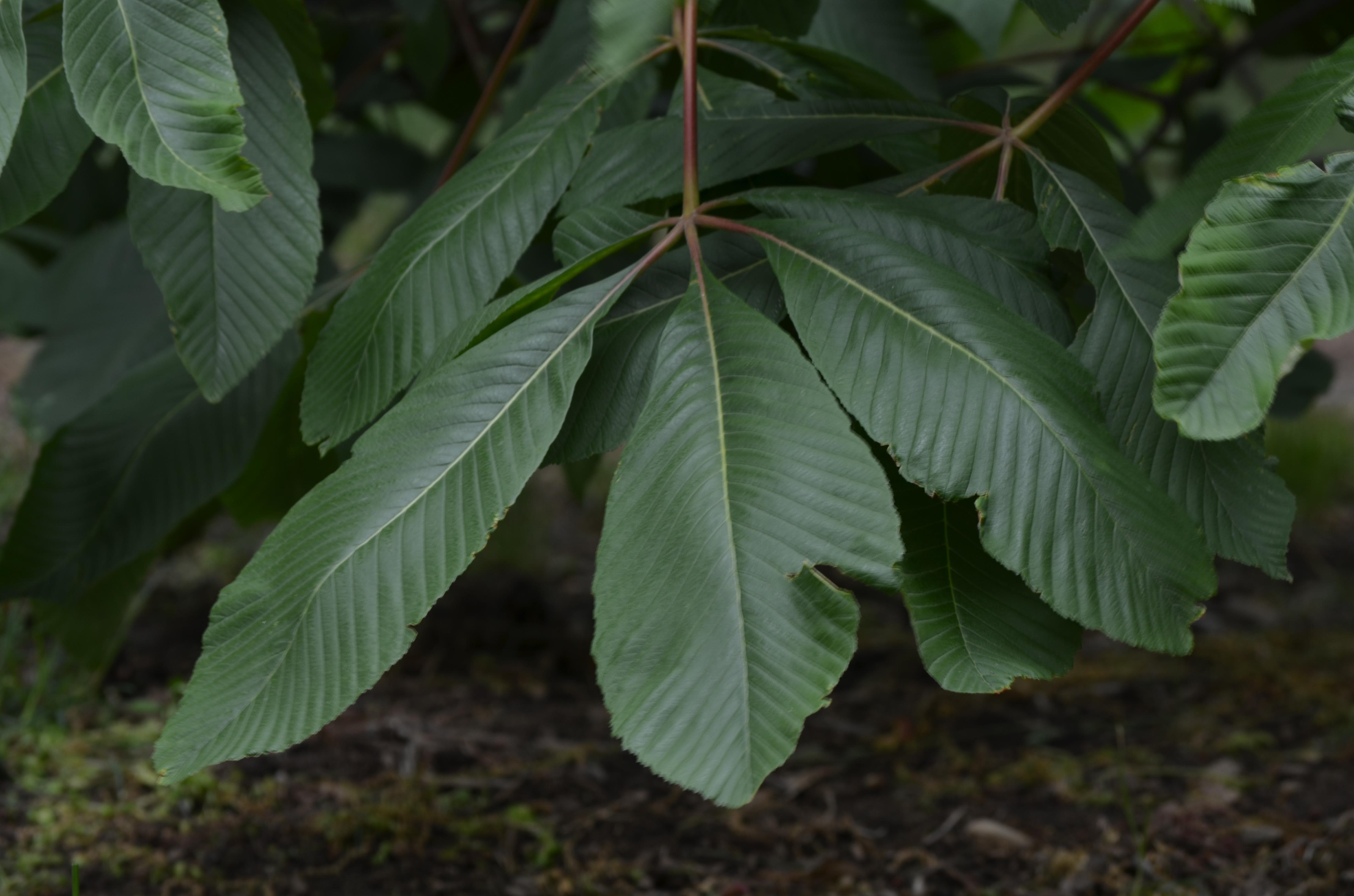 Aesculus pavia – Purdue Arboretum Explorer