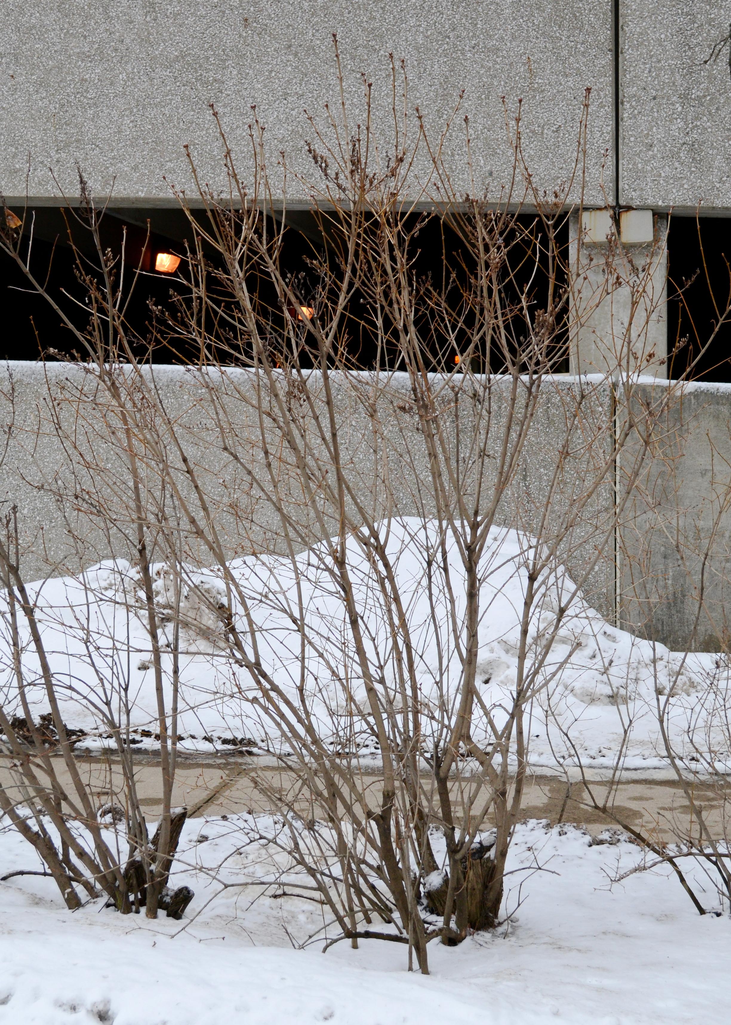 Syringa vulgaris ‘Congo’ – Purdue Arboretum Explorer